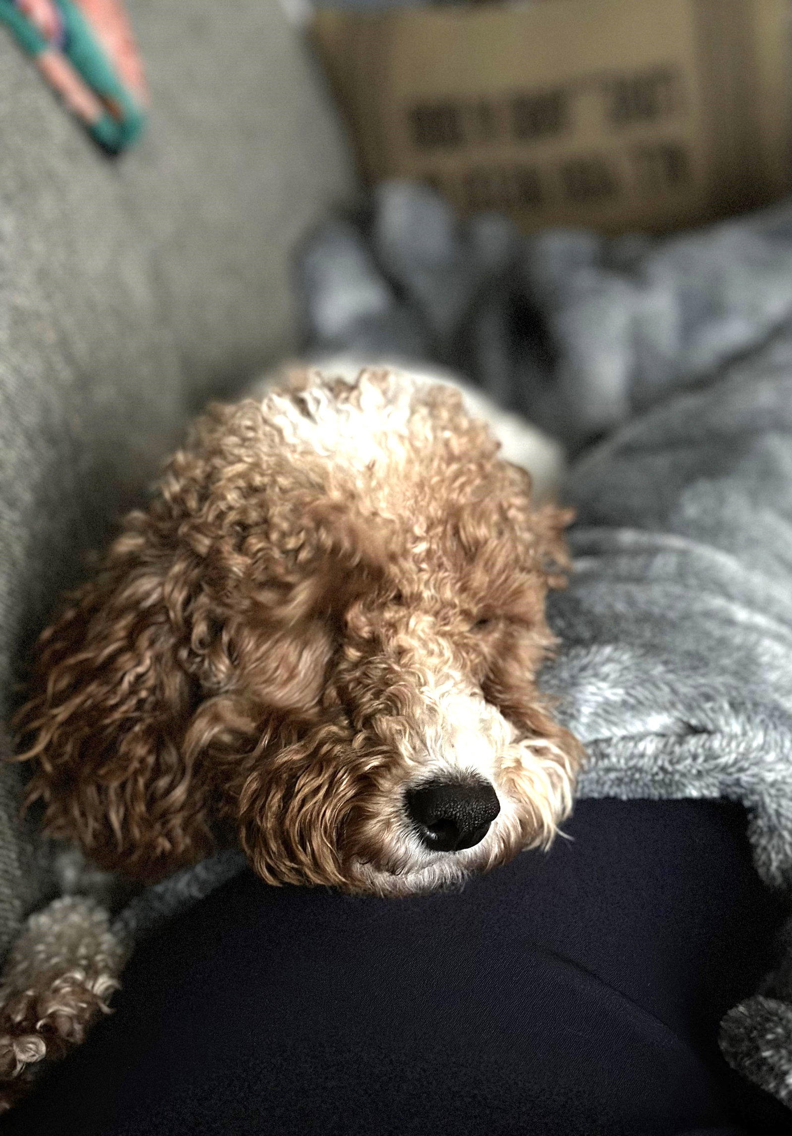 Dog for Adoption - Rupert Giles, a Poodle (Miniature) in Le Sueur ...