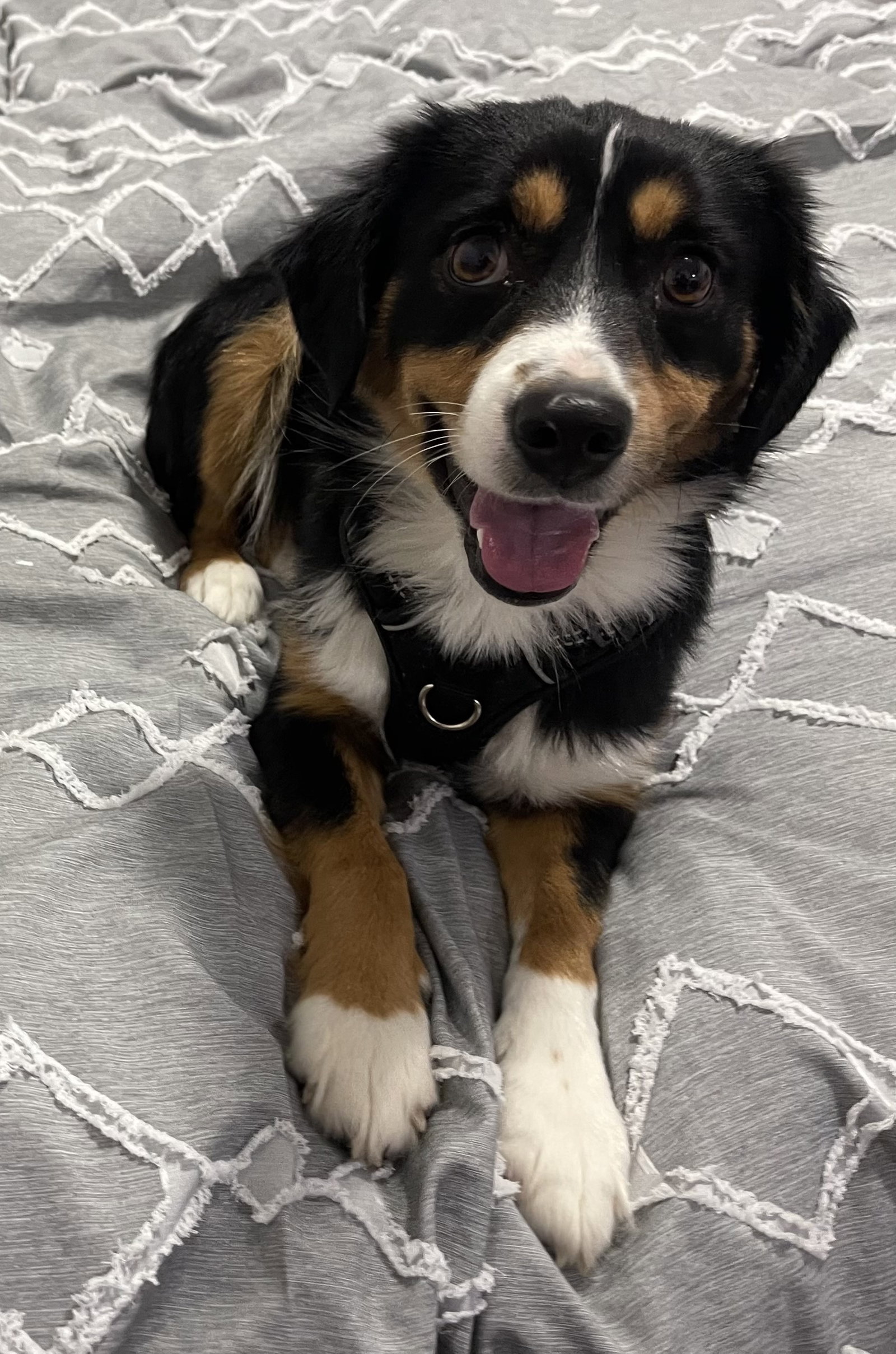 Dog for Adoption - Pekoe, a Australian Shepherd in Red Wing, MN | Alpha Paw