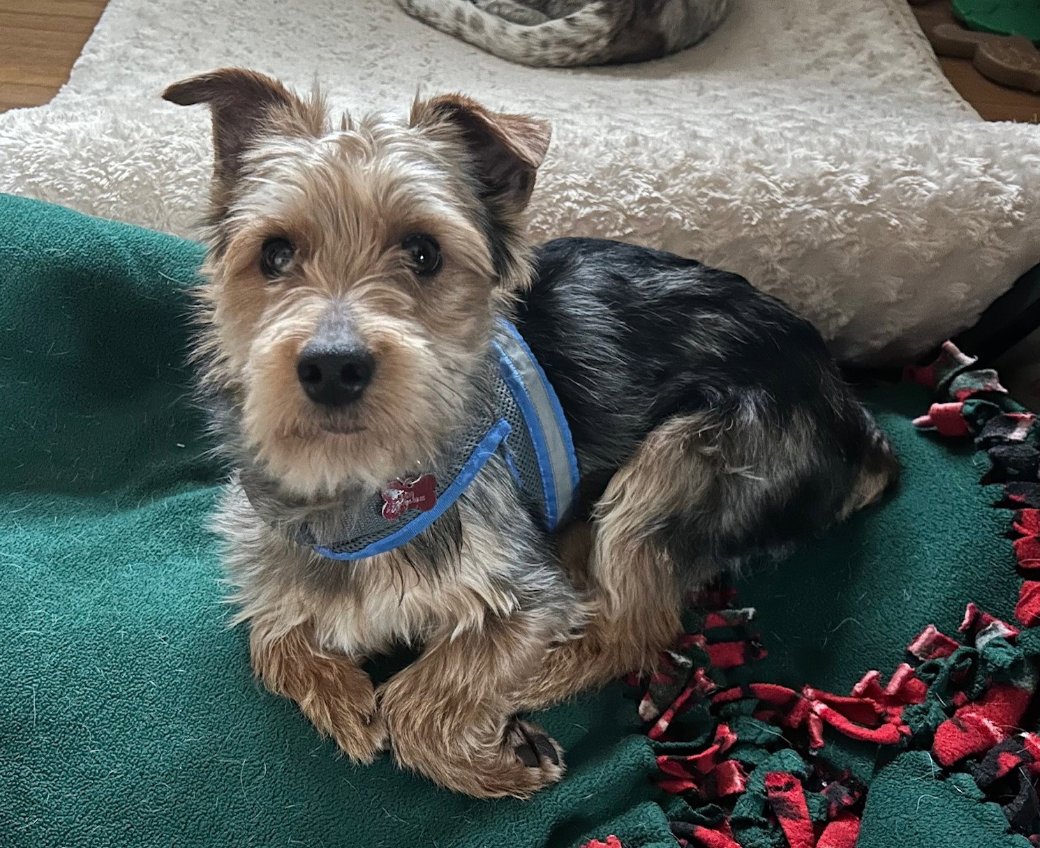 Dog for Adoption - Ferris, a Yorkshire Terrier Yorkie in Goodhue County ...