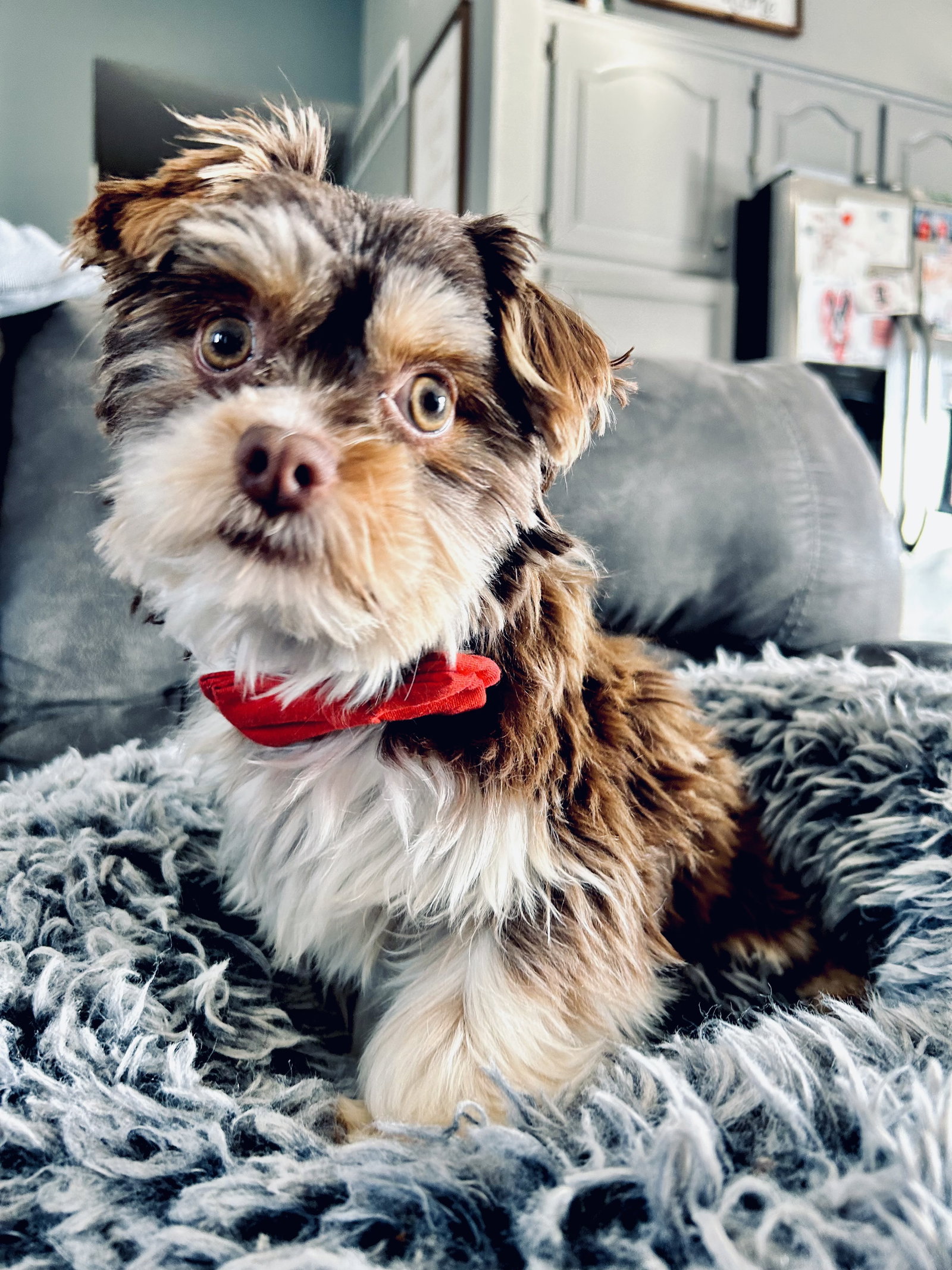 Dog for Adoption - Napoleon Dynamite, a Yorkshire Terrier Yorkie in Red ...