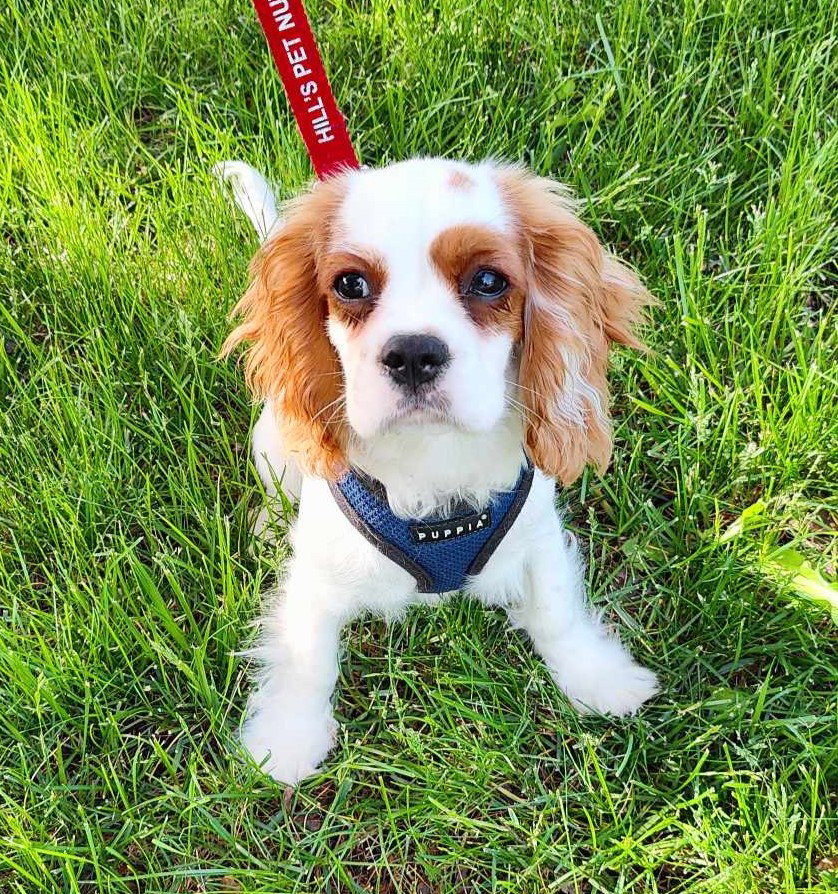 Dog for Adoption - Professor Plum, a Cavalier King Charles Spaniel in ...