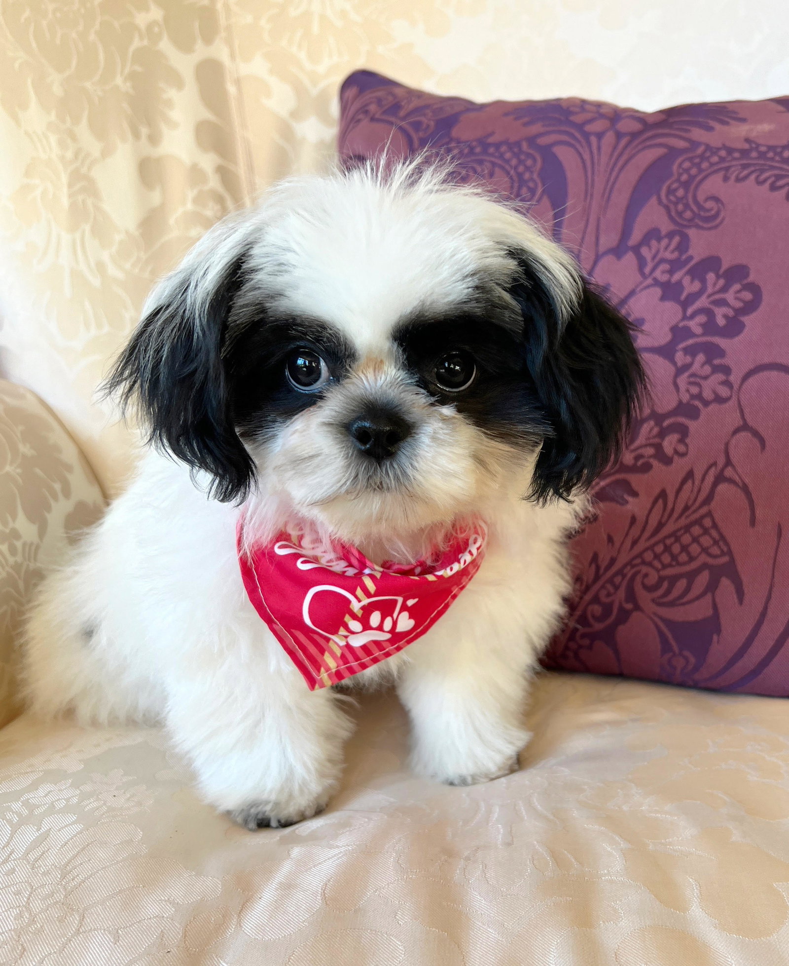 Tova's Web Page