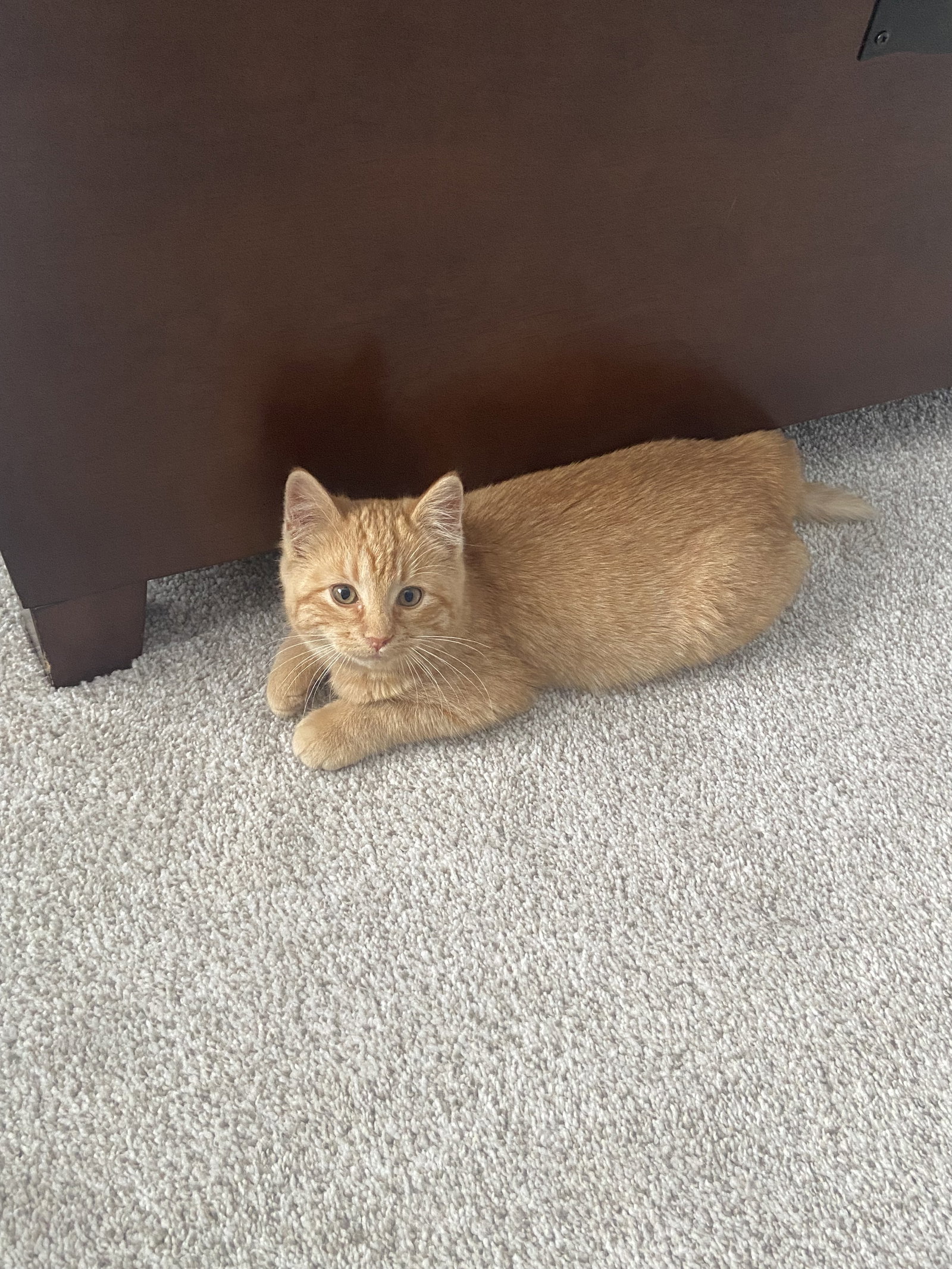 Cat adoption in Minneapolis, MN 55416: Munchkin / Domestic Medium Hair ...