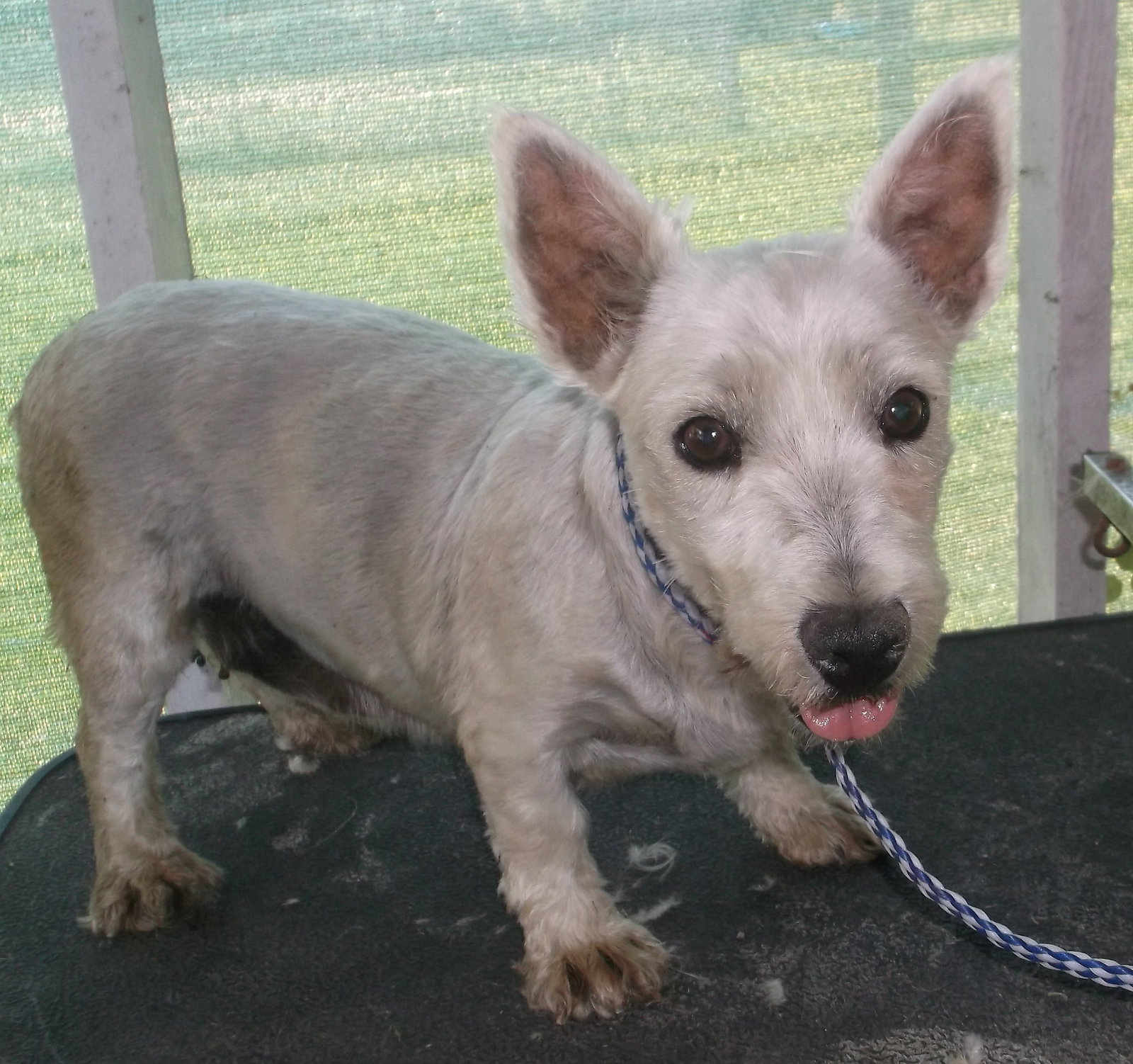 Dog for Adoption - Wanda Westie, a West Highland White Terrier Westie ...