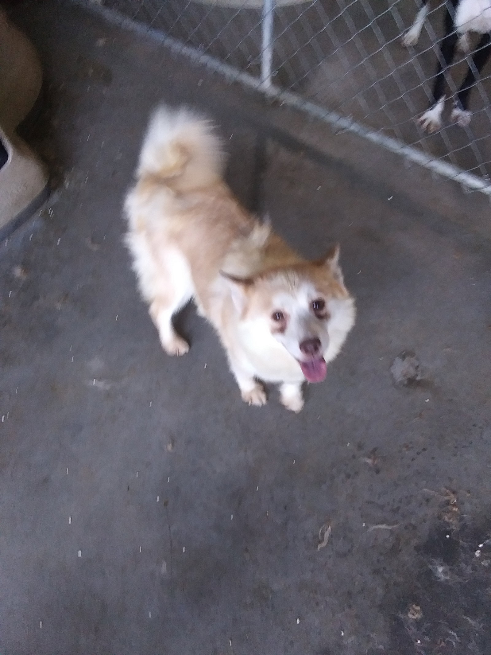 Dog for Adoption - Freya, a Siberian Husky in Chanute, KS | Alpha Paw