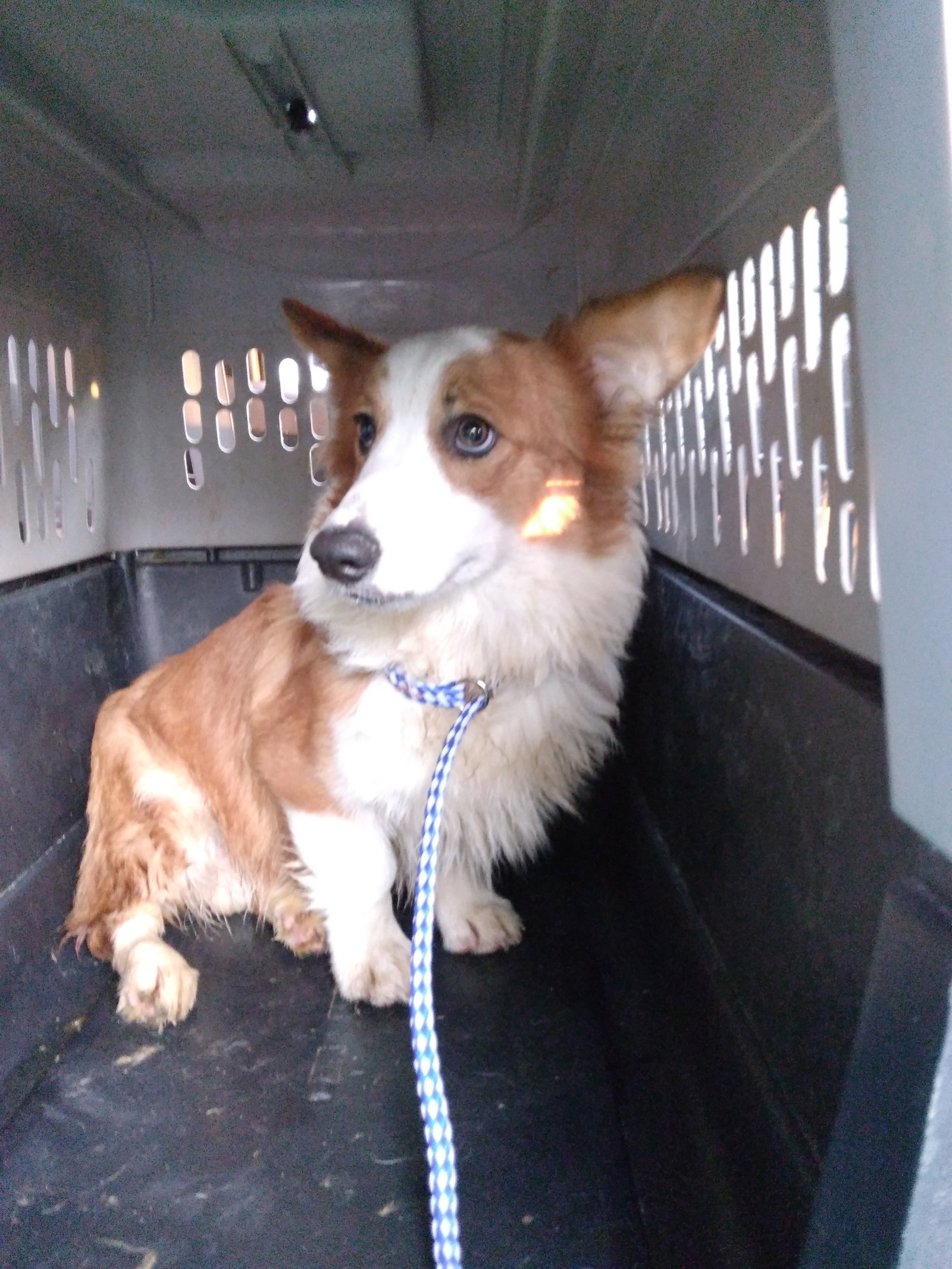 Dog for Adoption - Fluffy, a Pembroke Welsh Corgi in Harrison, AR ...