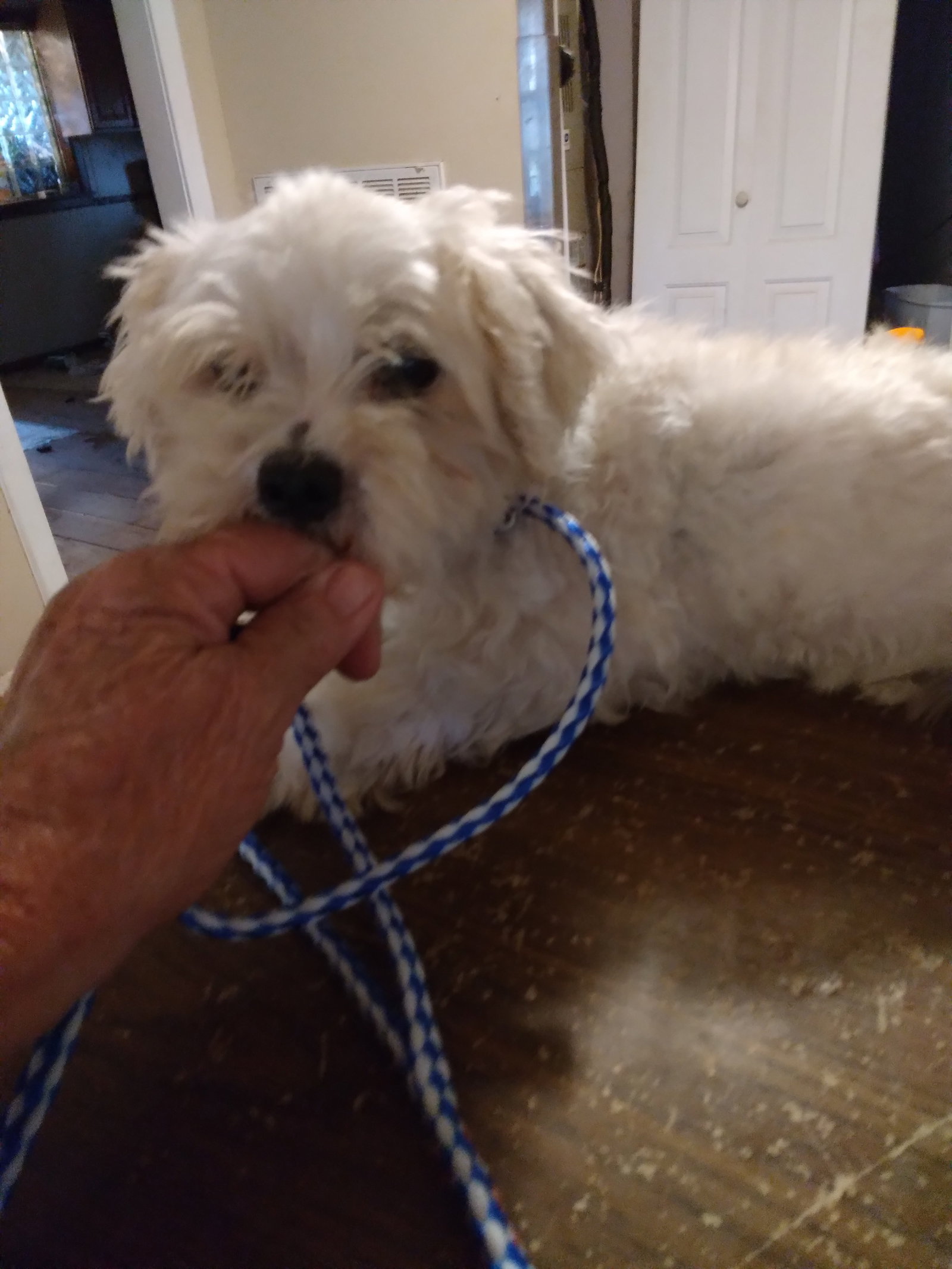 Dog for Adoption - Mercy Maltese, a Maltese in Leavenworth, KS | Alpha Paw