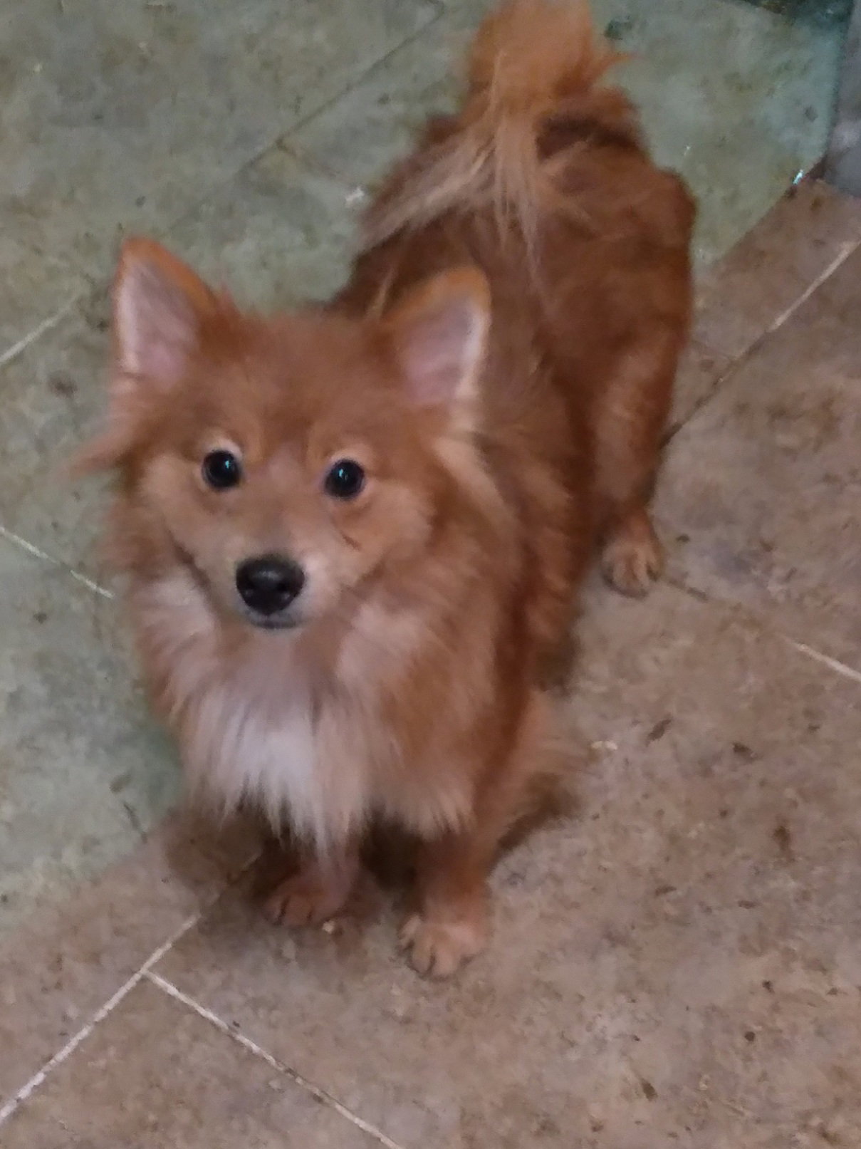 Dog for Adoption - Doc, a Pomeranian in Sebastian County, AR | Alpha Paw