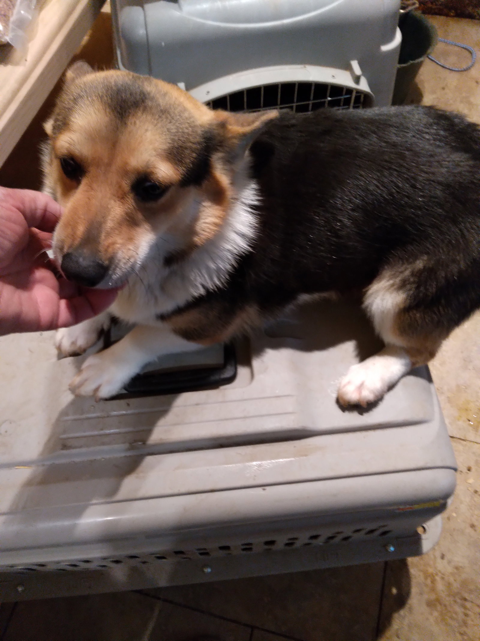 Dog for Adoption - Gretchen, a Pembroke Welsh Corgi in Muldrow, OK ...