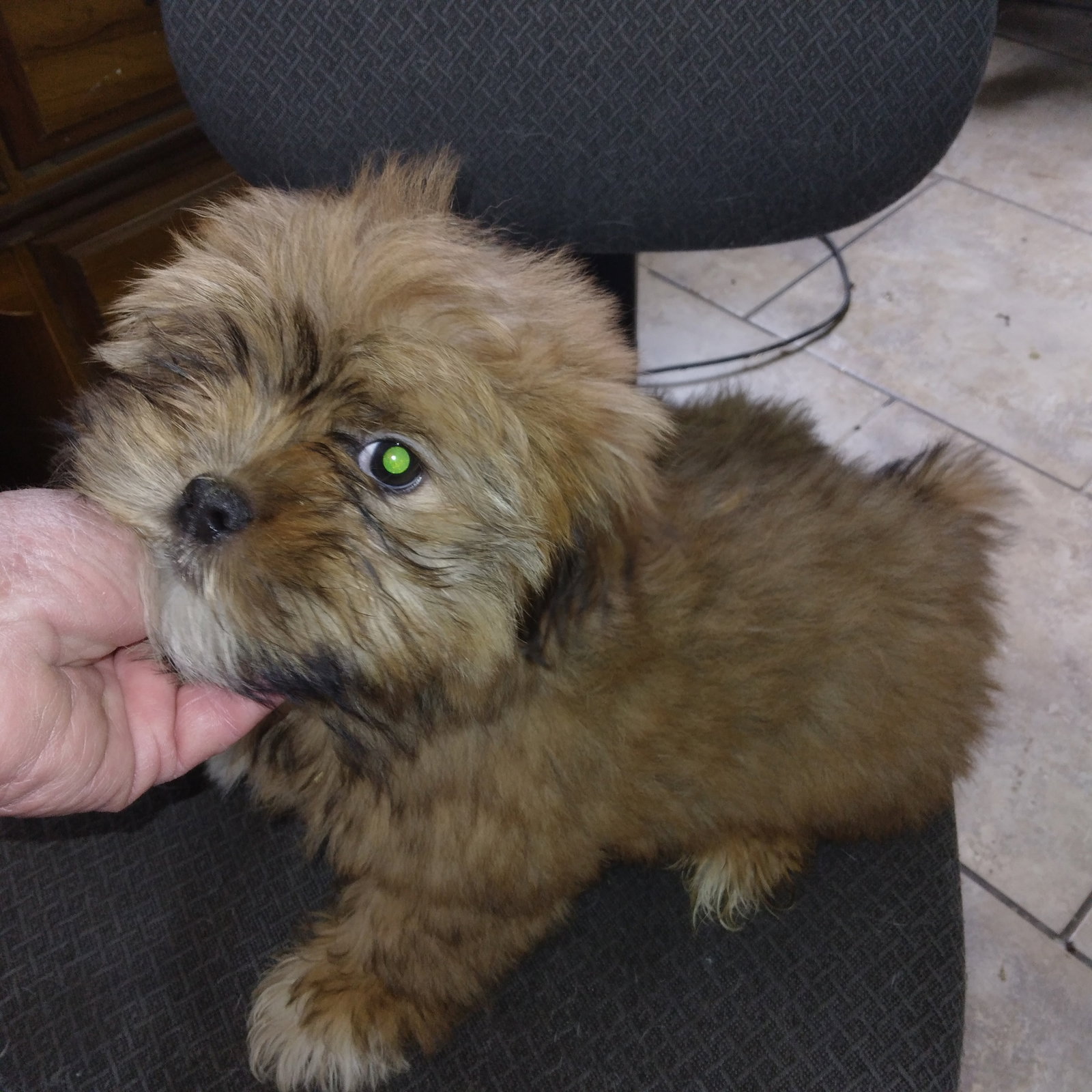 Dog for Adoption - Shera, a Pomeranian in Mulberry, AR | Alpha Paw