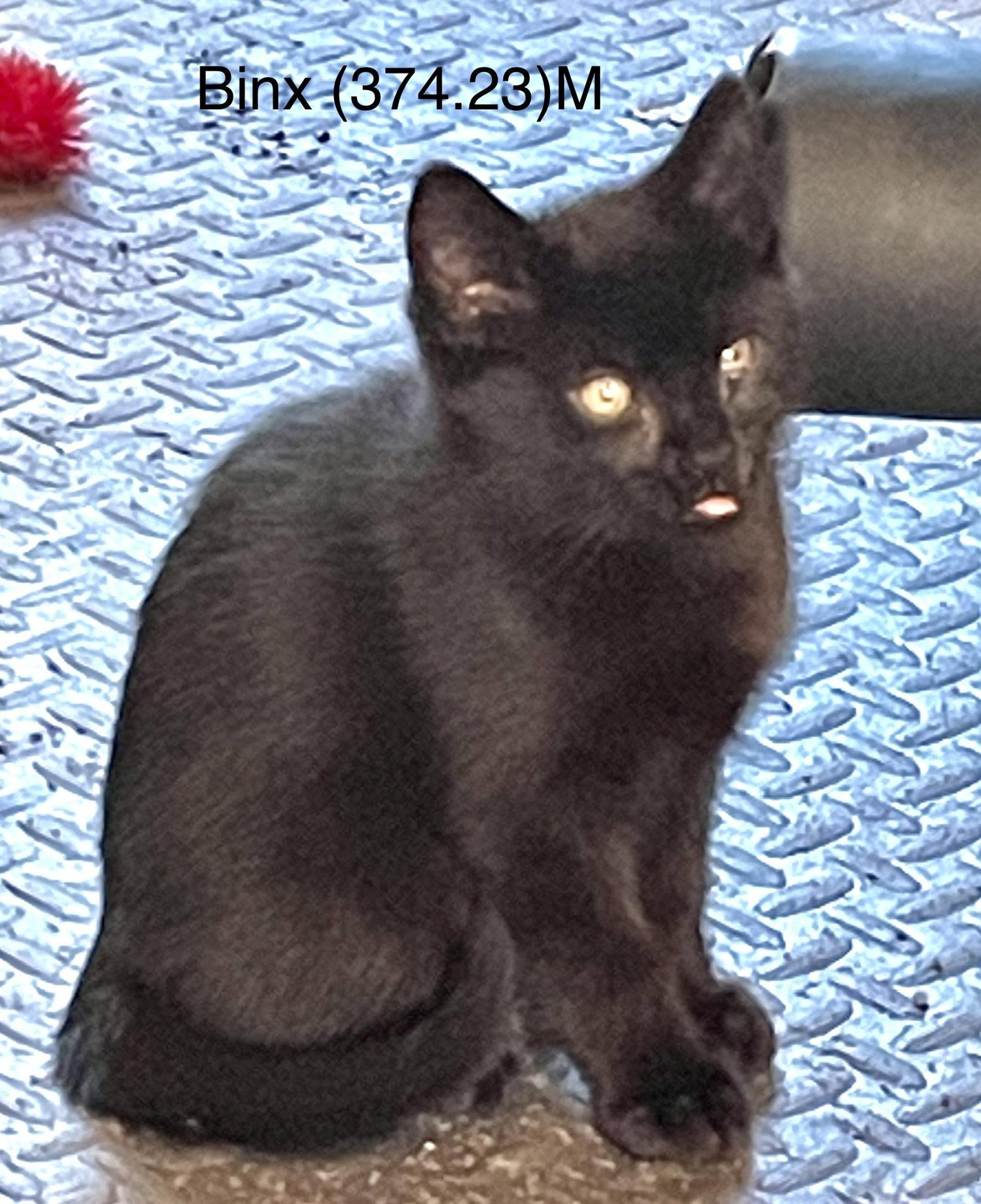 Cat adoption in Batavia, NY 14020: Domestic Short Hair (short coat) Cat ...