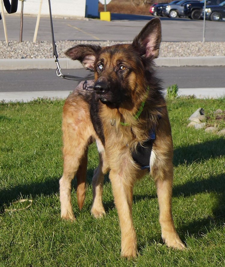Dog for Adoption - Bailey, a German Shepherd Dog in Angola On The Lake ...
