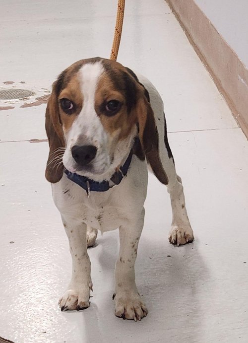 Dog for Adoption - Rescue Travis, a Beagle in Williamsville, NY | Alpha Paw