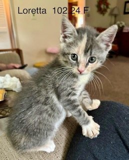 Cat adoption in Batavia, NY 14020: Domestic Short Hair (short coat) Cat ...