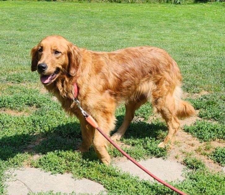 Dog for Adoption - Rescue Beth, a Golden Retriever in Rochester, NY ...