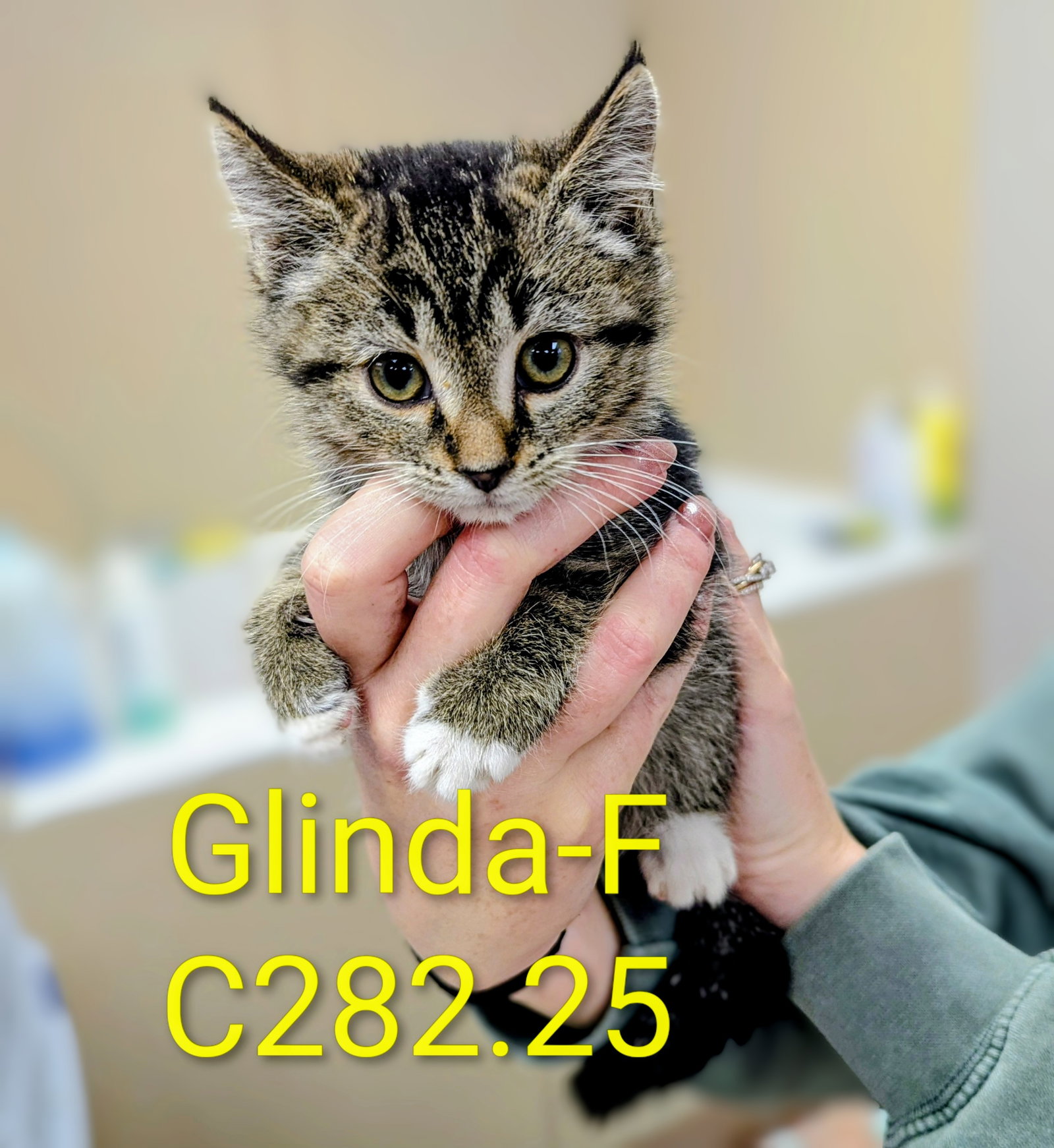 Cat adoption in Batavia, NY 14020: Domestic Short Hair / Tiger (short ...
