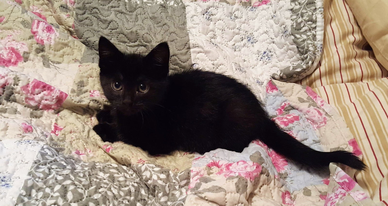 Binx's Web Page