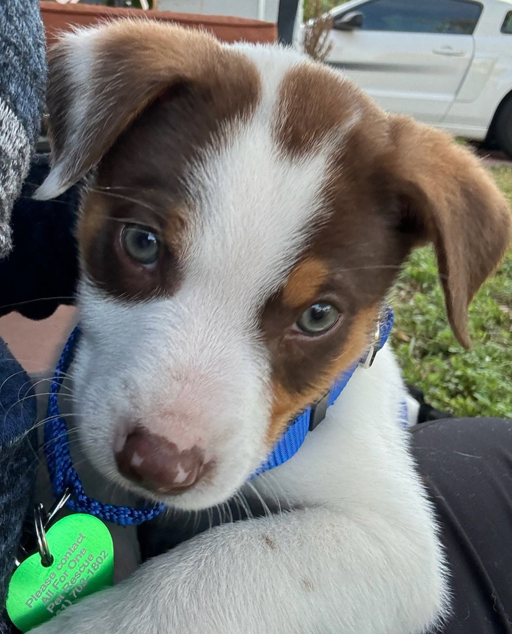 Snickerdoodle's Web Page