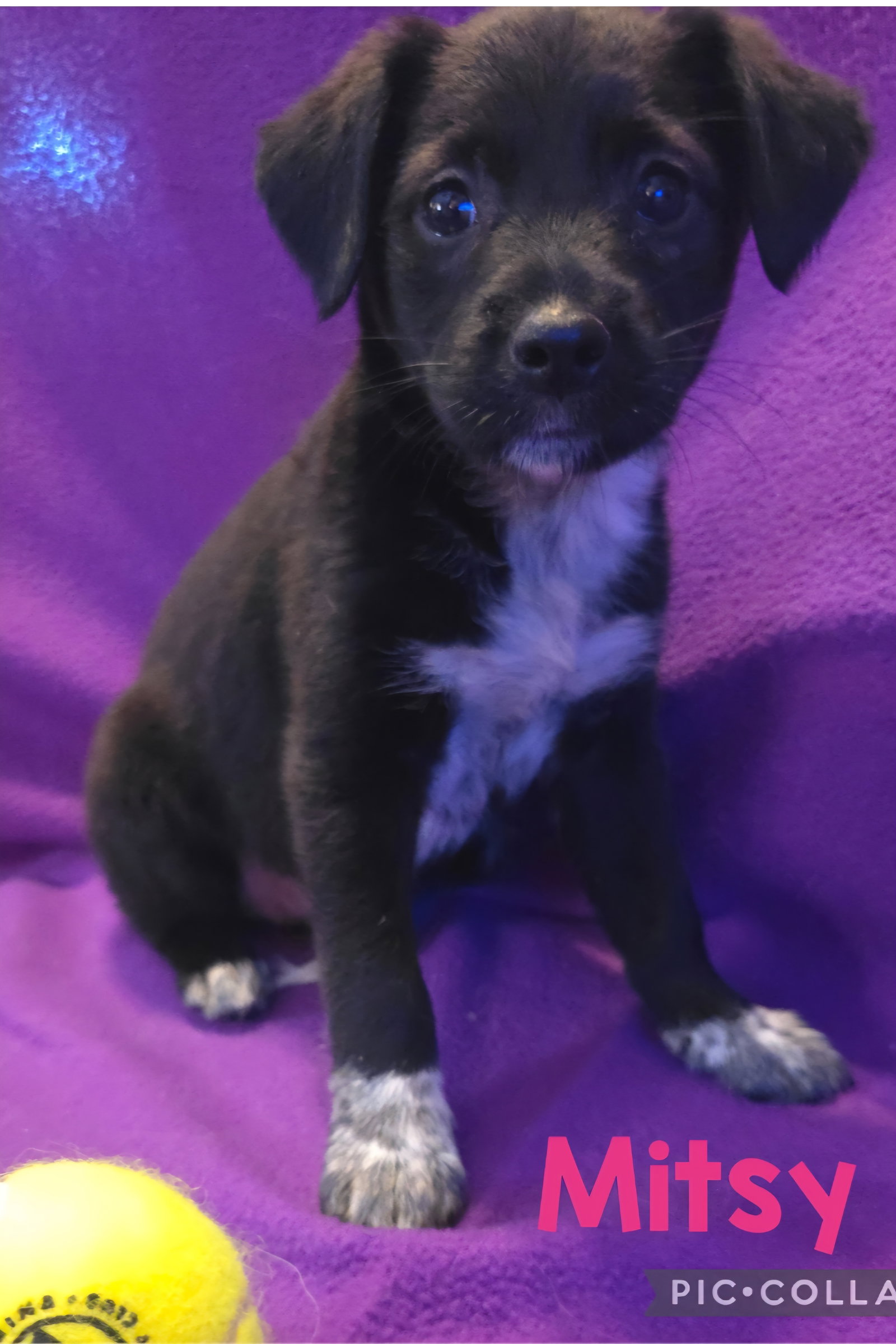 Mitsy's Web Page