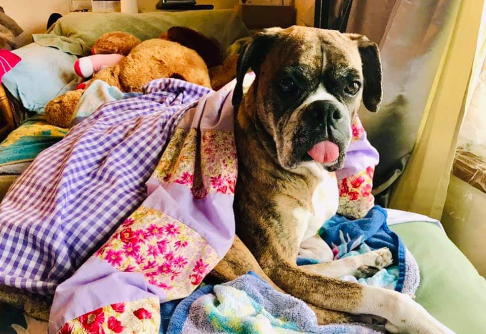 Susie | Across America Boxer Rescue