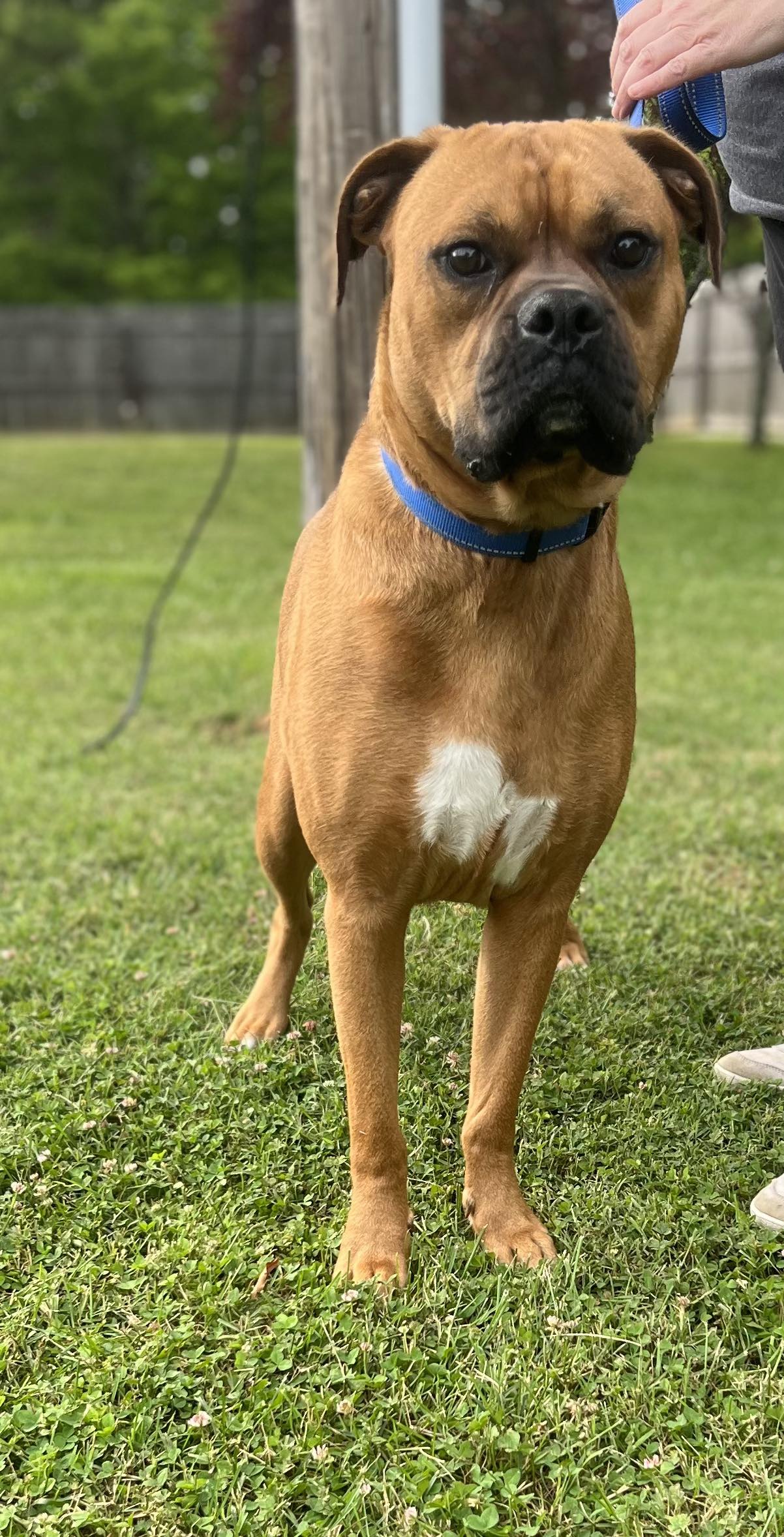 Dog for Adoption - Tucker, a Boxer in Zumbrota, MN | Alpha Paw