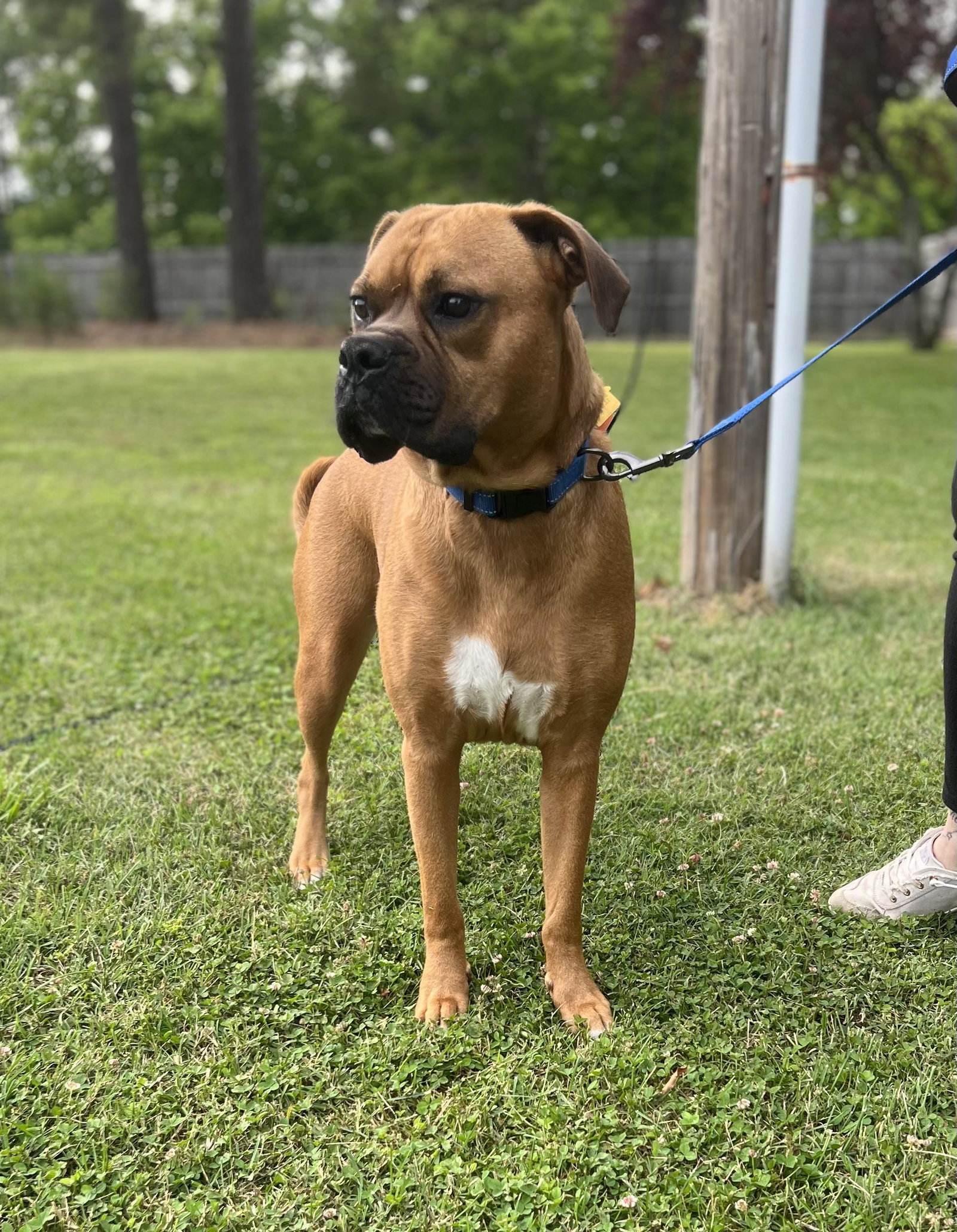 Dog for Adoption - Tucker, a Boxer in Zumbrota, MN | Alpha Paw