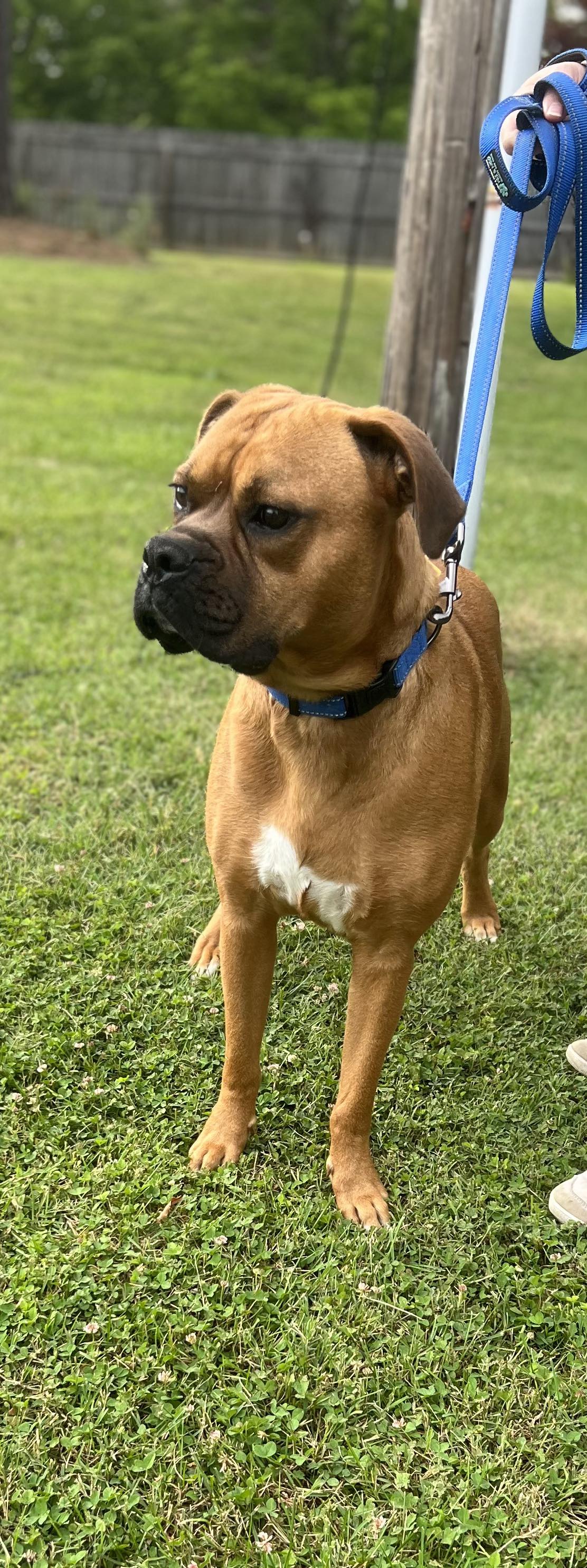 Dog for Adoption - Tucker, a Boxer in Zumbrota, MN | Alpha Paw