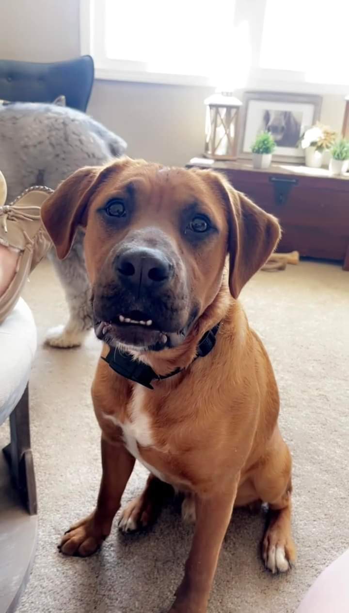 Zinger aka Ruger | Across America Boxer Rescue