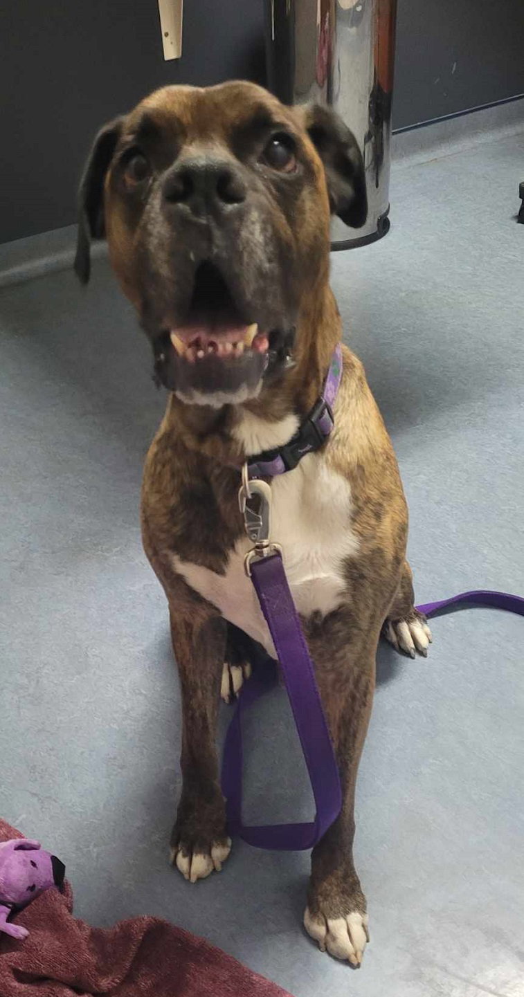 Neil | Across America Boxer Rescue