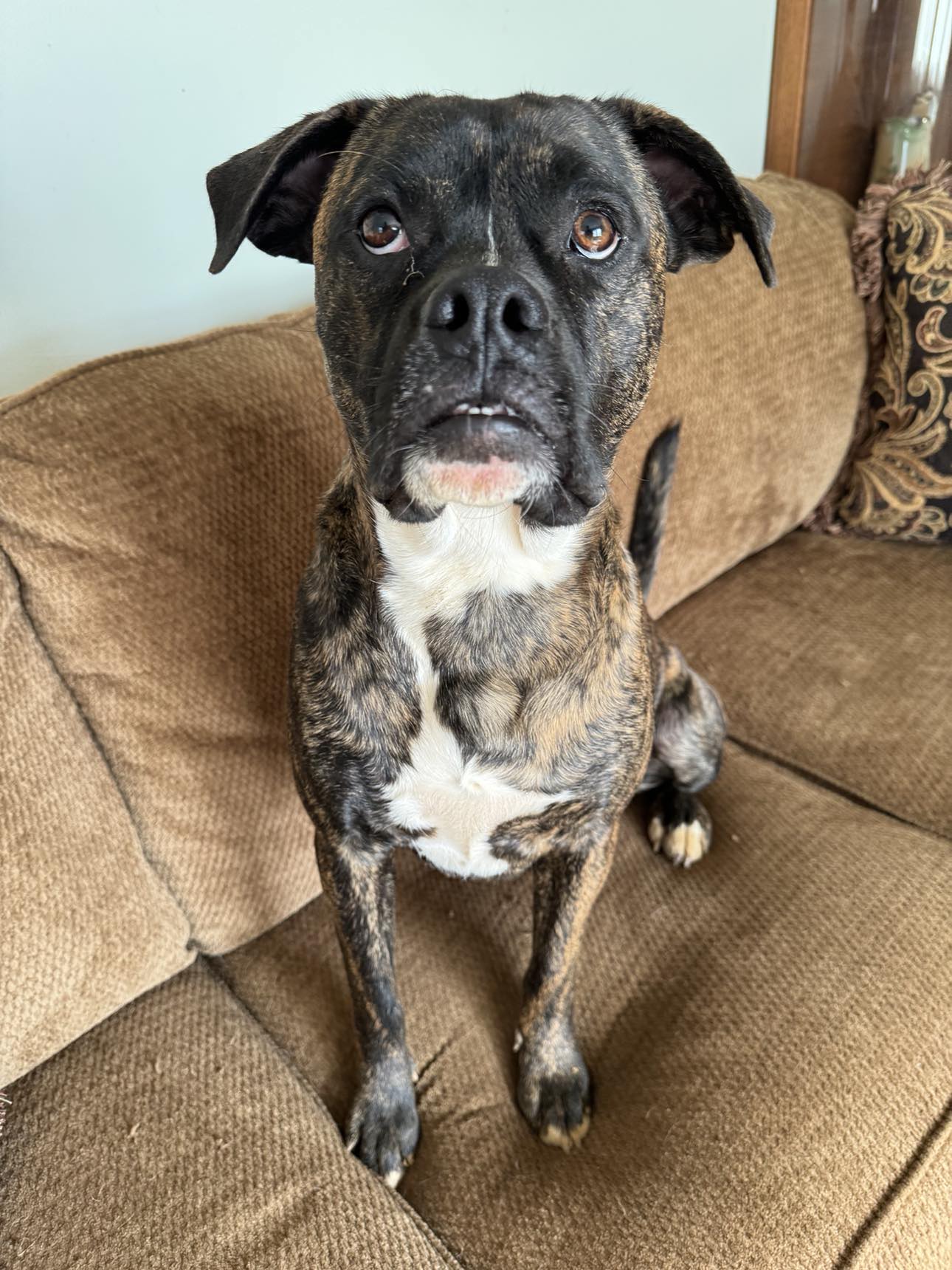 Ferguson | Across America Boxer Rescue