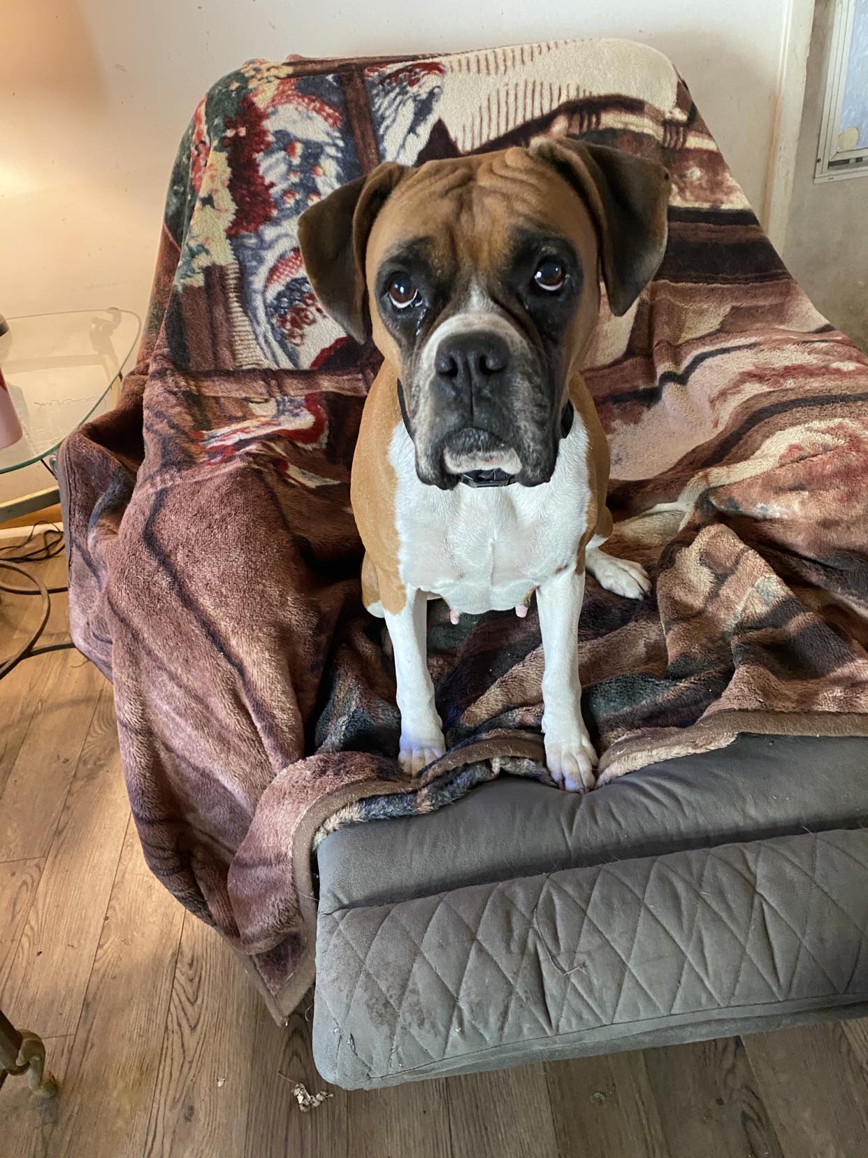Penny | Across America Boxer Rescue