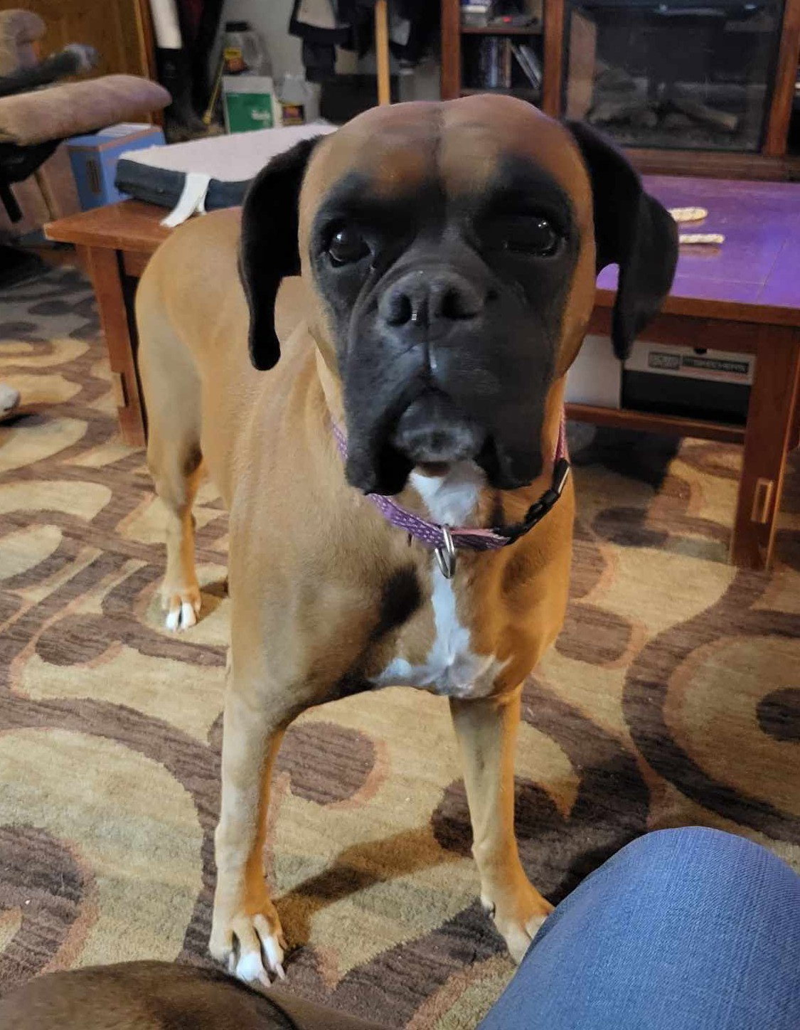 Dog for Adoption - Minnie, a Boxer in Rockford, MN | Alpha Paw