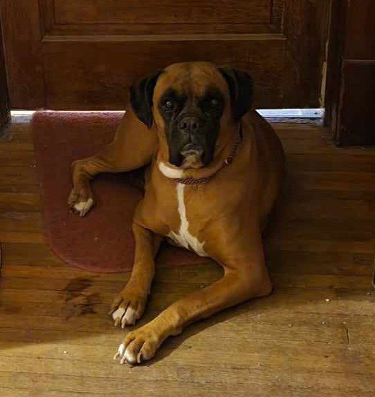 Dog for Adoption - Minnie, a Boxer in Rockford, MN | Alpha Paw