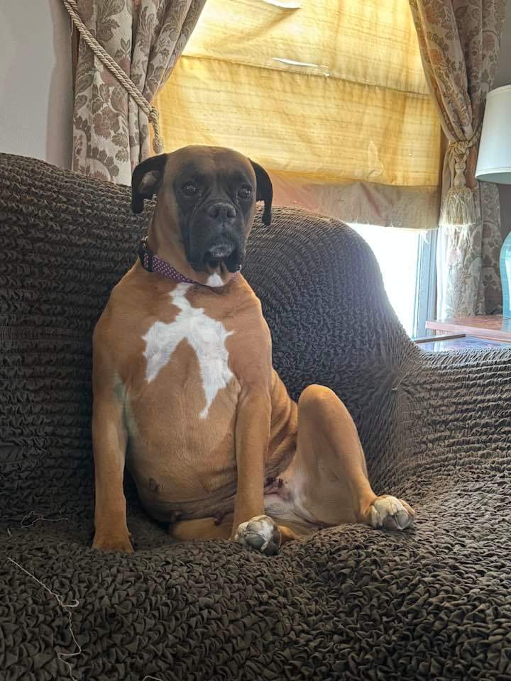 Dog for Adoption - Minnie, a Boxer in Rockford, MN | Alpha Paw