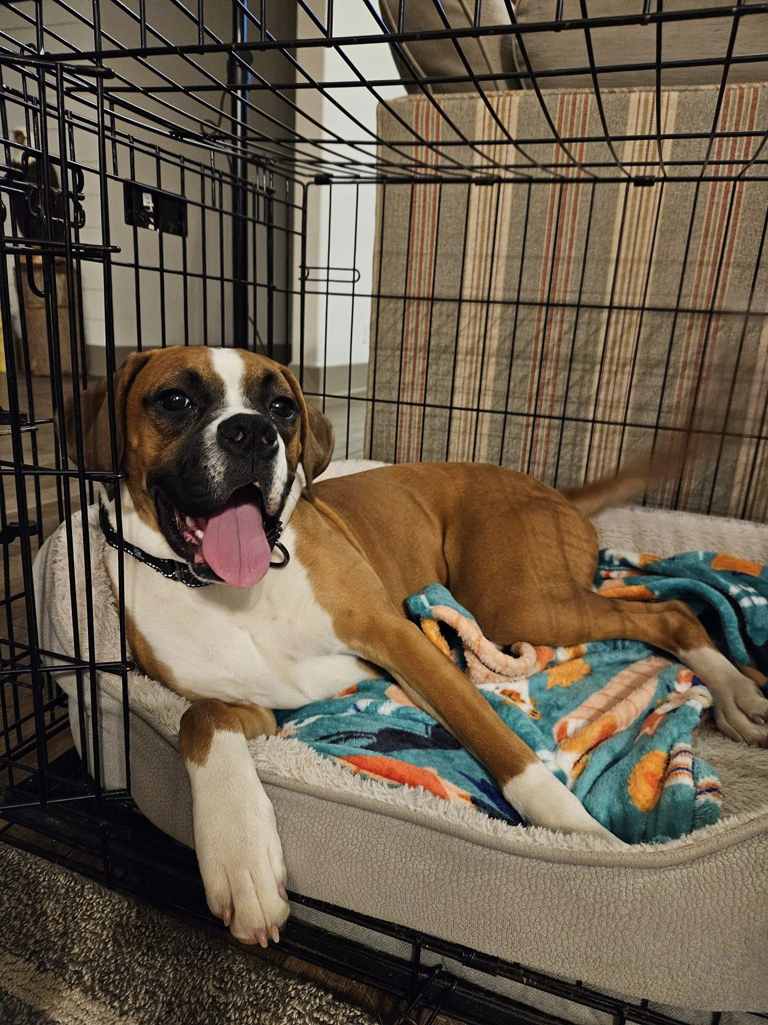 Dog for Adoption - Boo, a Boxer in Le Center, MN | Alpha Paw