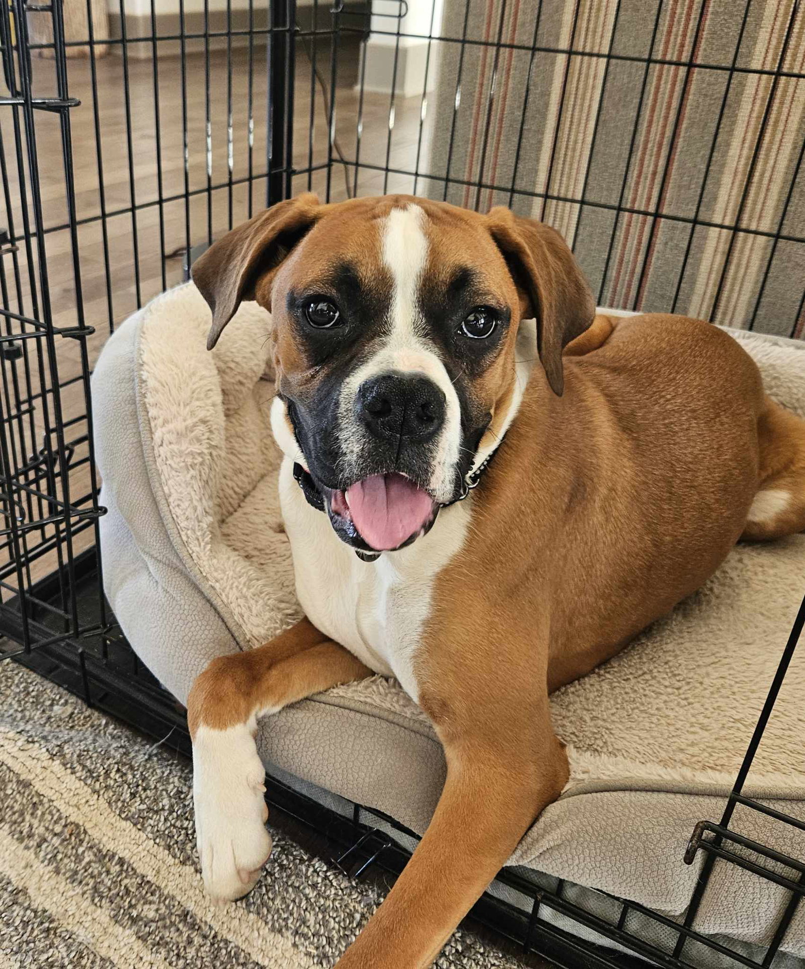 Dog for Adoption - Boo, a Boxer in Le Center, MN | Alpha Paw