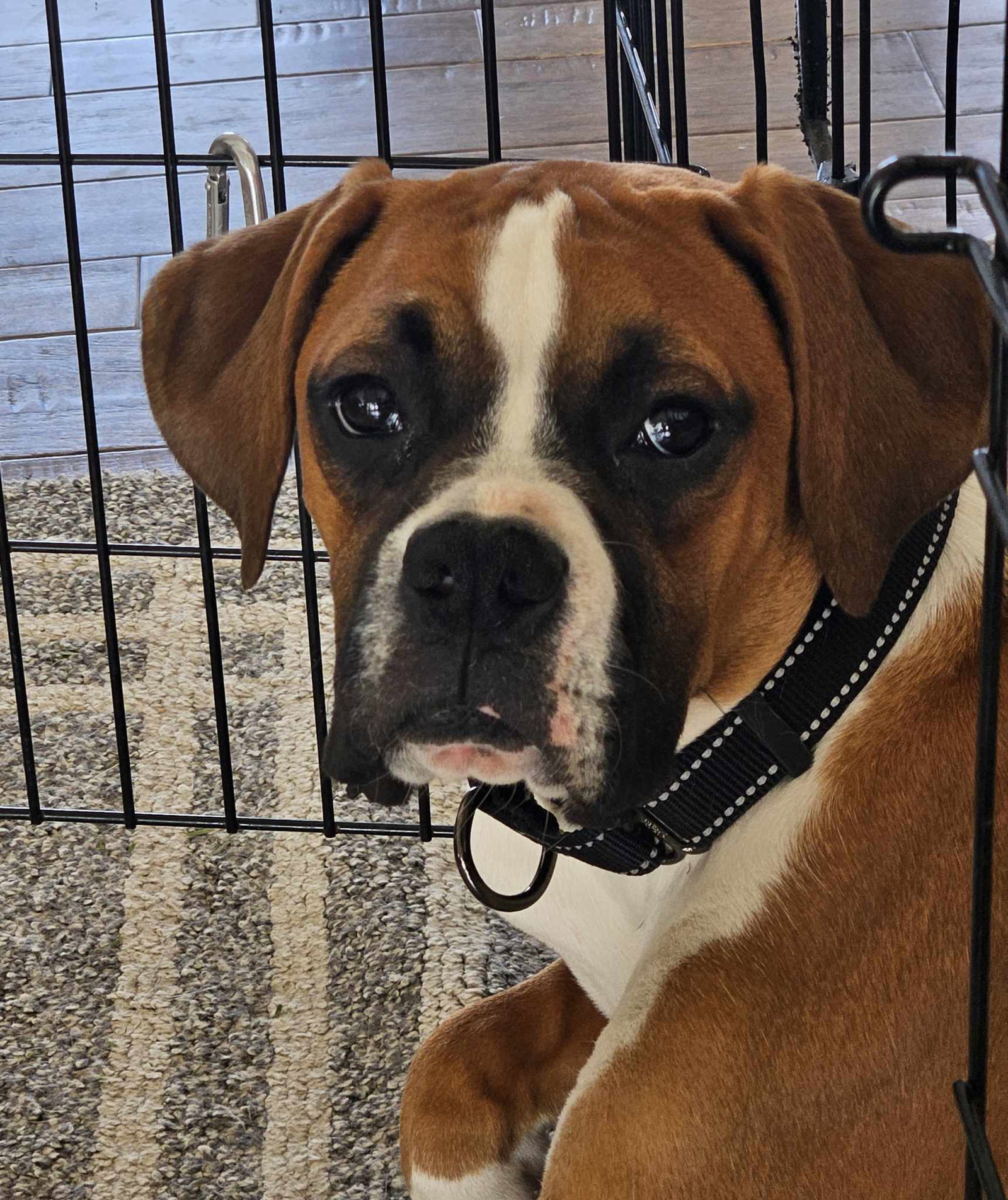 Dog for Adoption - Boo, a Boxer in Le Center, MN | Alpha Paw