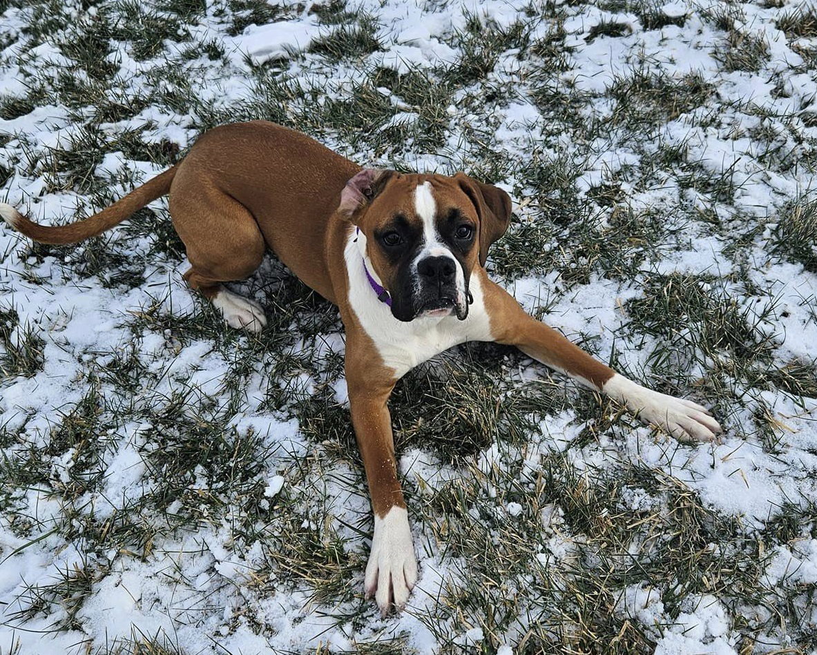 Boo | Across America Boxer Rescue
