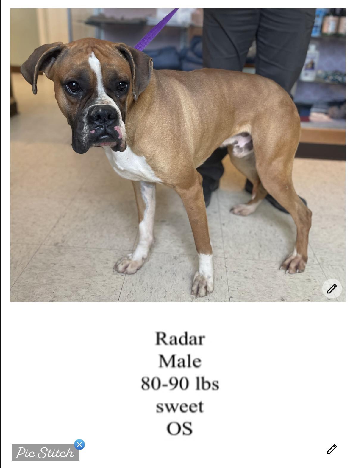 Dog for Adoption - Radar - FOSTER OR ADOPT ME!!, a Boxer in Eden ...