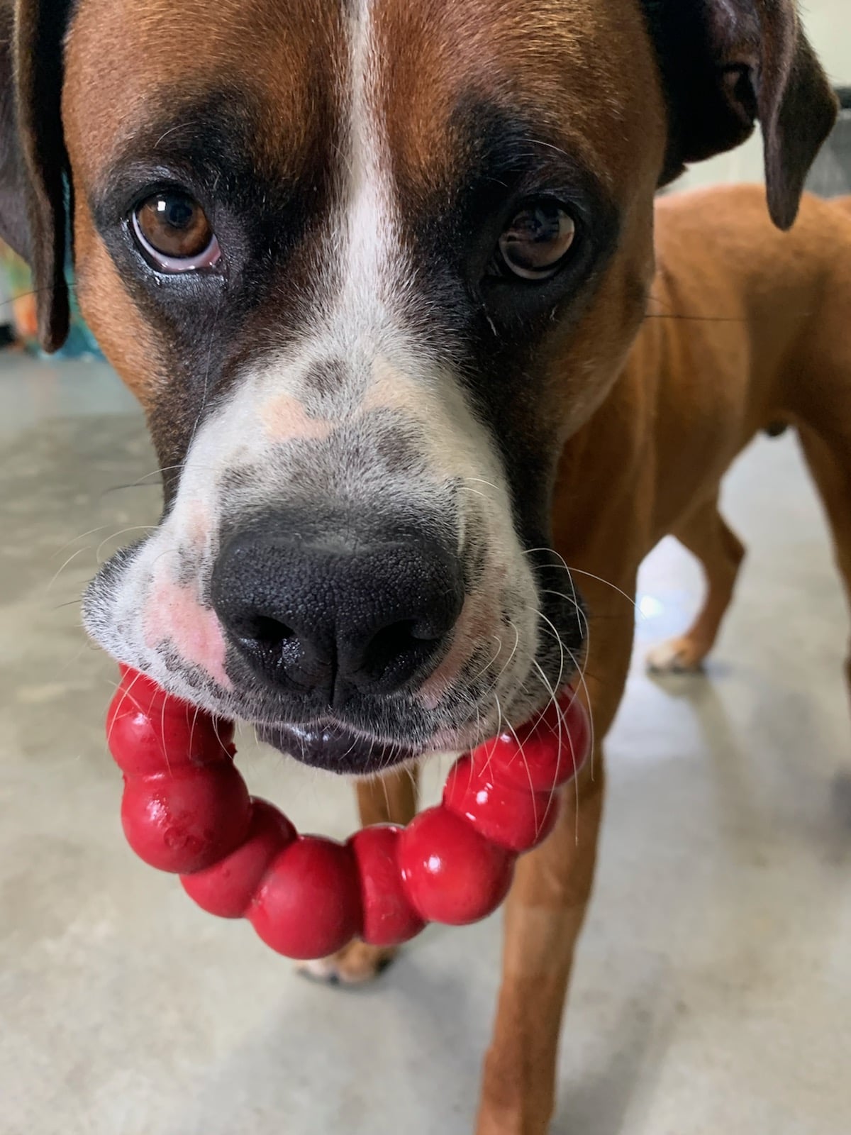 Ty | Across America Boxer Rescue