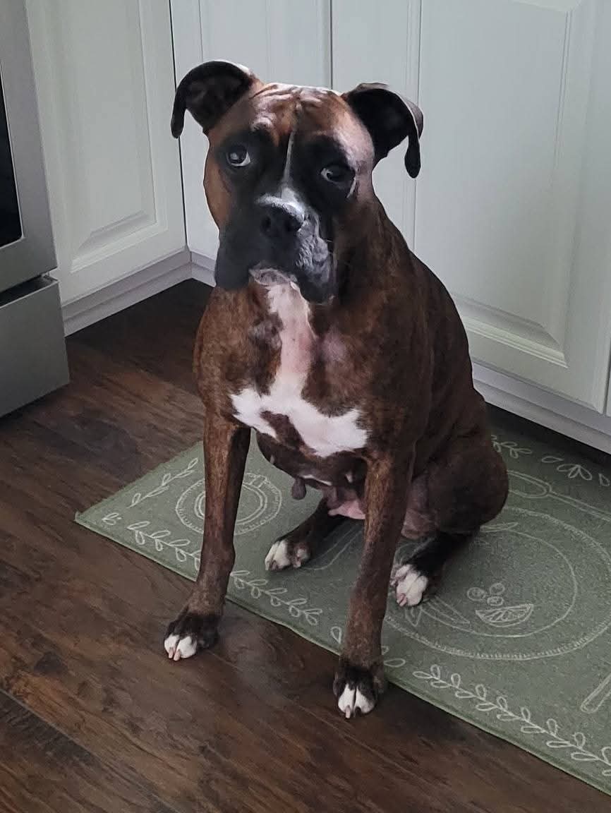 Mercy | Across America Boxer Rescue