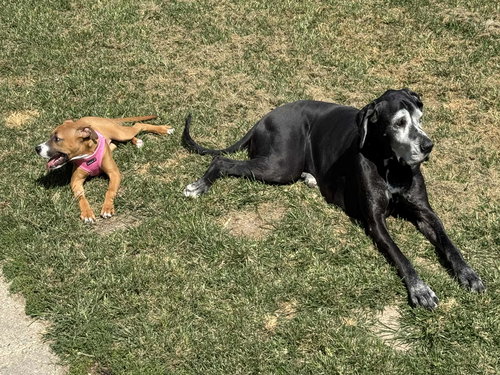 Biscuit | Across America Boxer Rescue