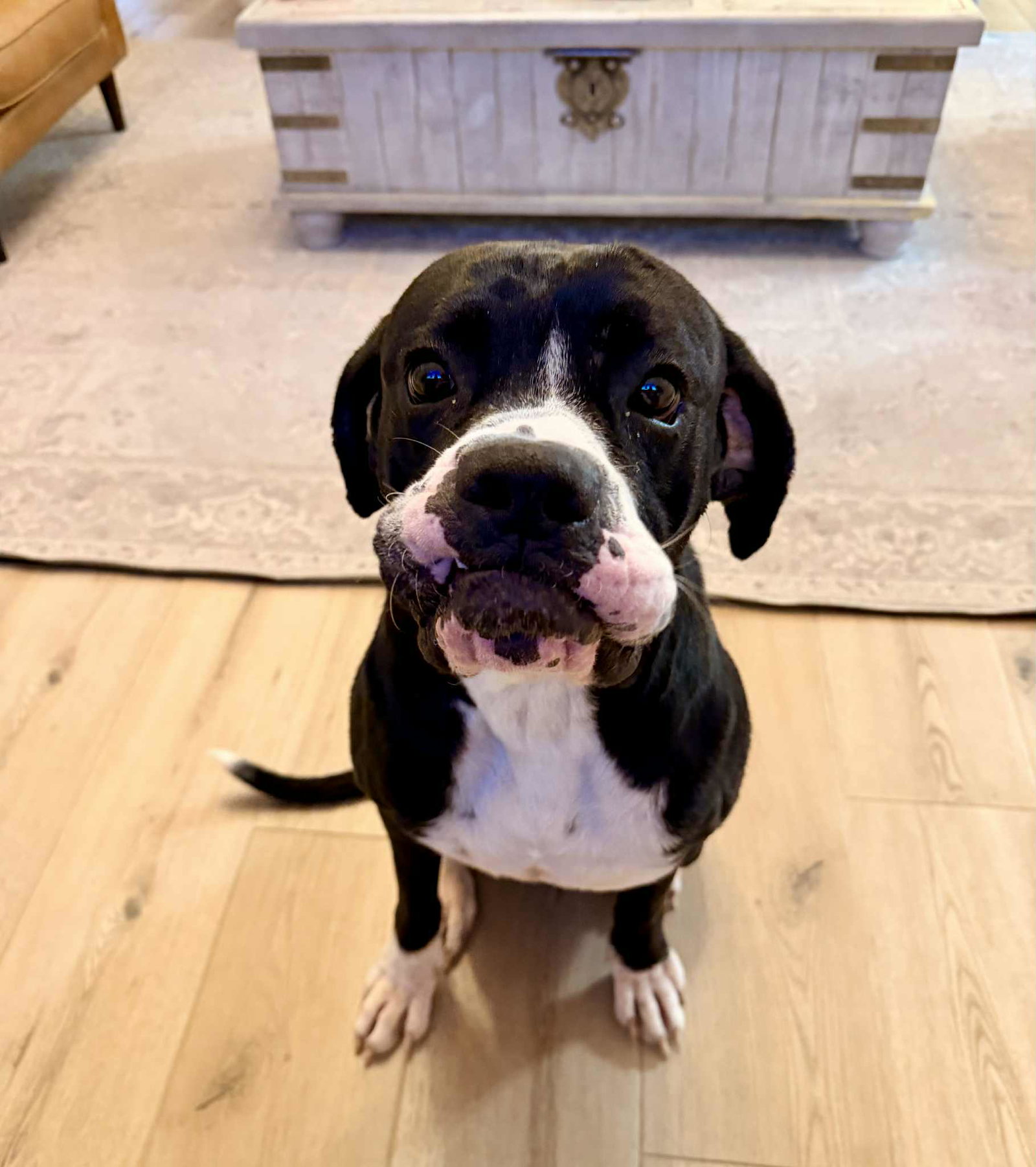 Charlie | Across America Boxer Rescue