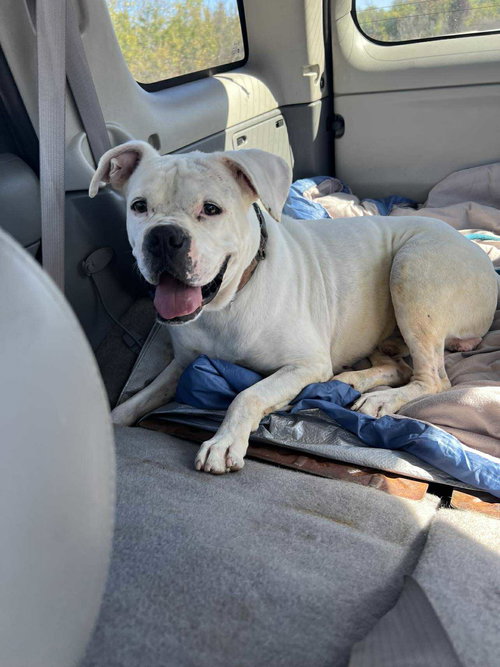 Leo - BONDED WITH LADY AKA LADYBUG | Across America Boxer Rescue