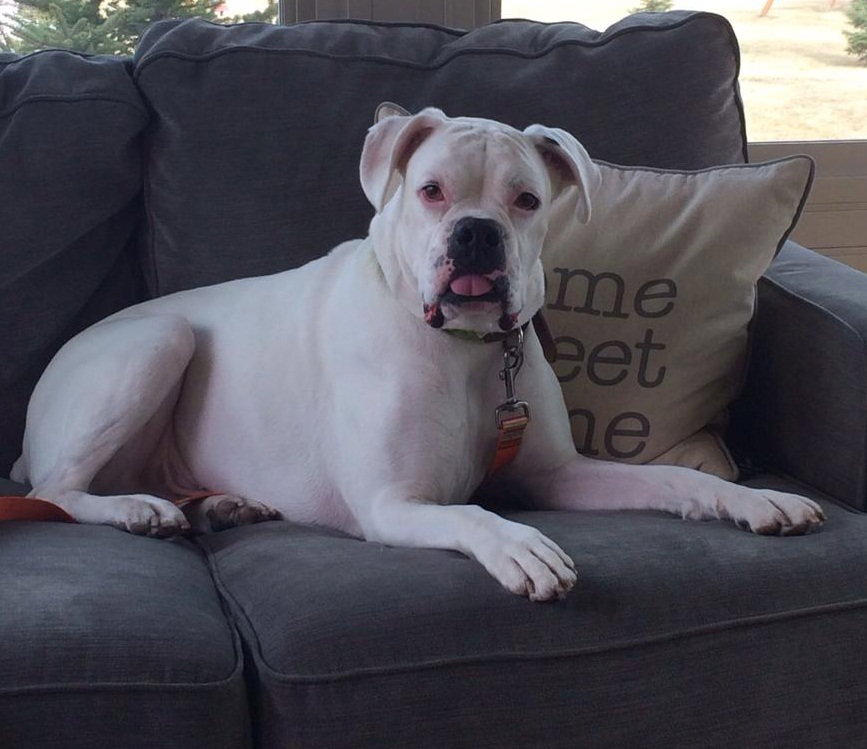 Capone | Across America Boxer Rescue
