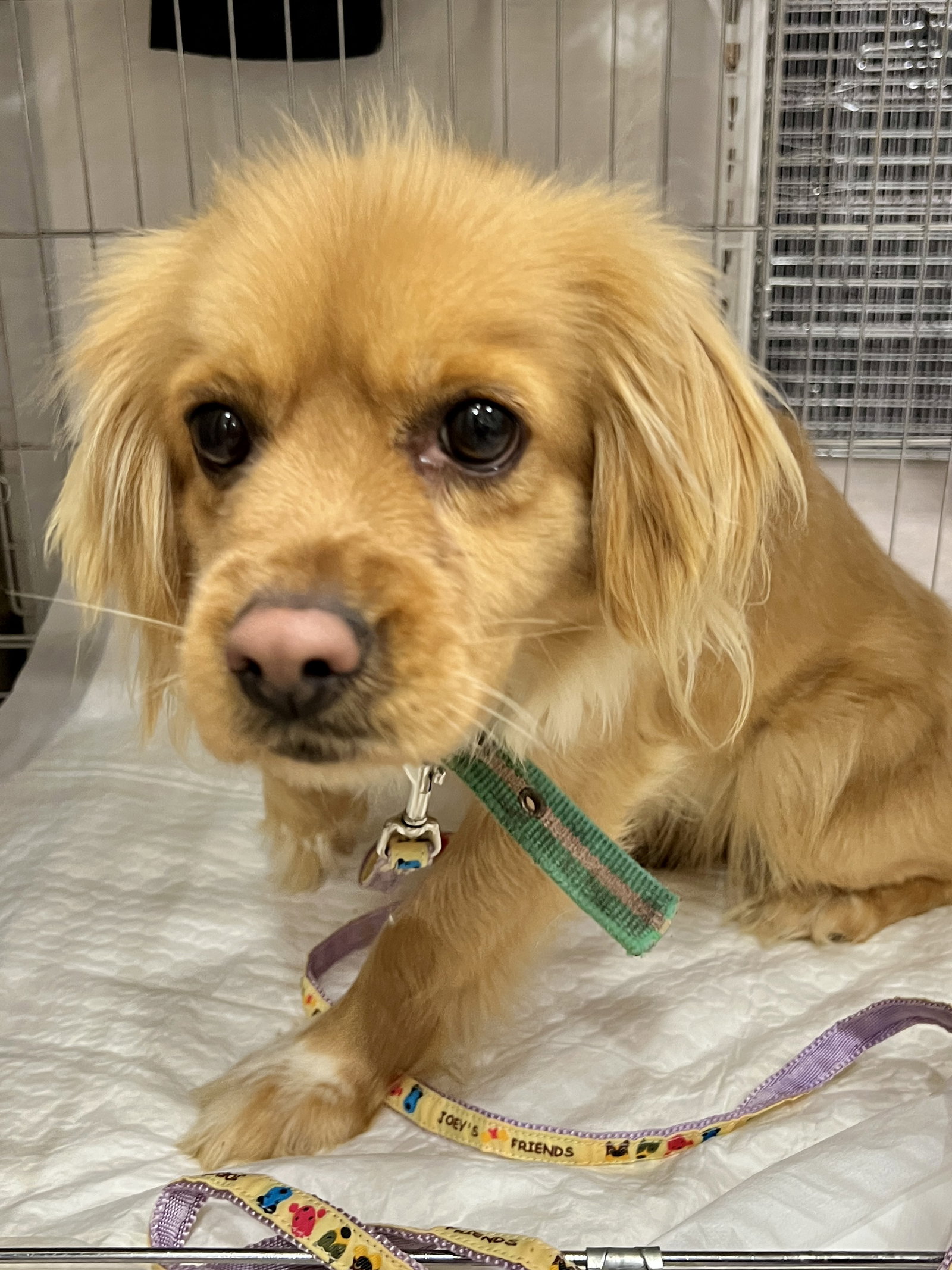Dog adoption in Woodinville, WA 98077: Cocker Spaniel / Spaniel / Mixed ...
