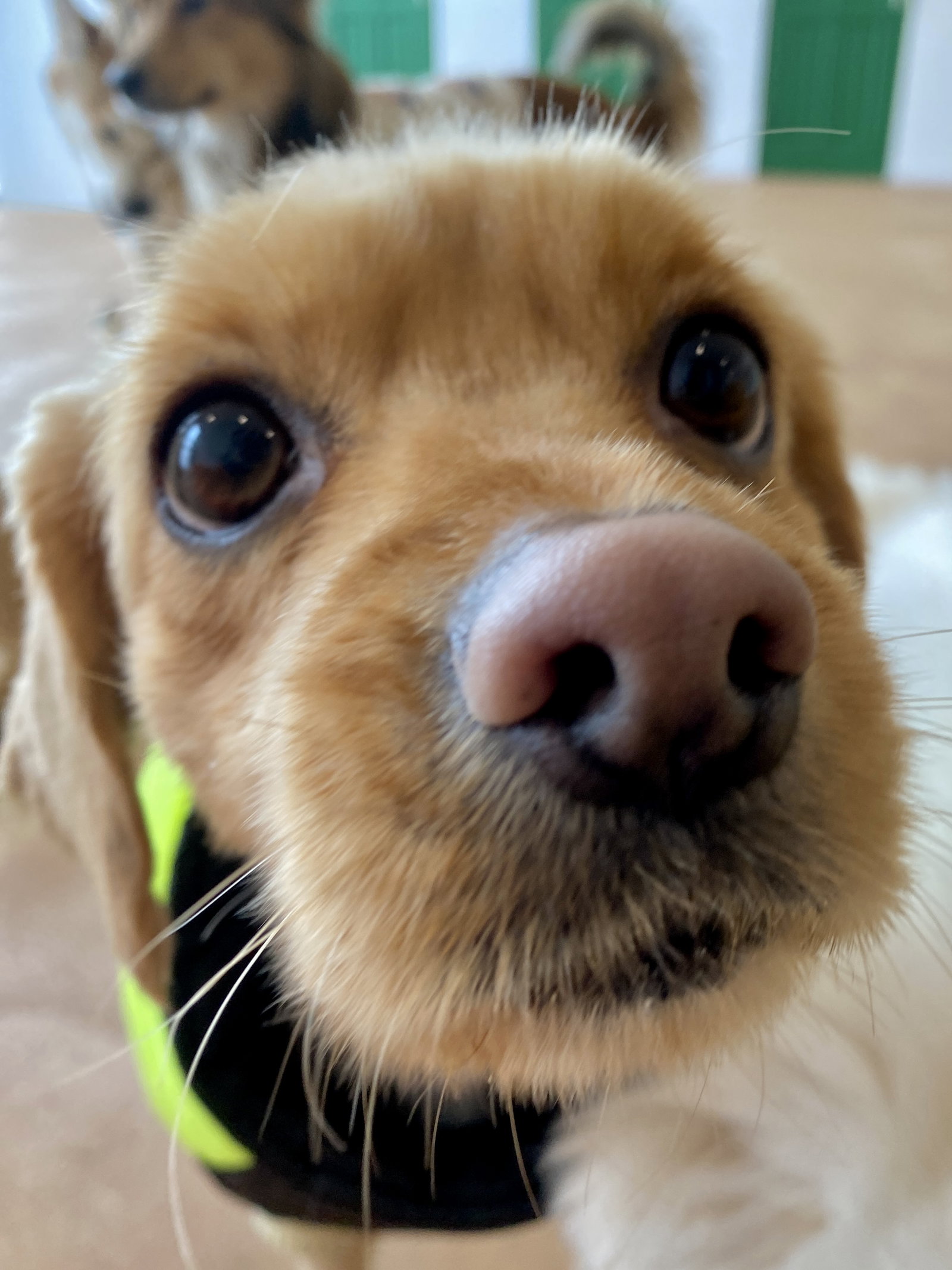 Dog for Adoption - Sarah, a Cocker Spaniel in Chatsworth, CA | Alpha Paw