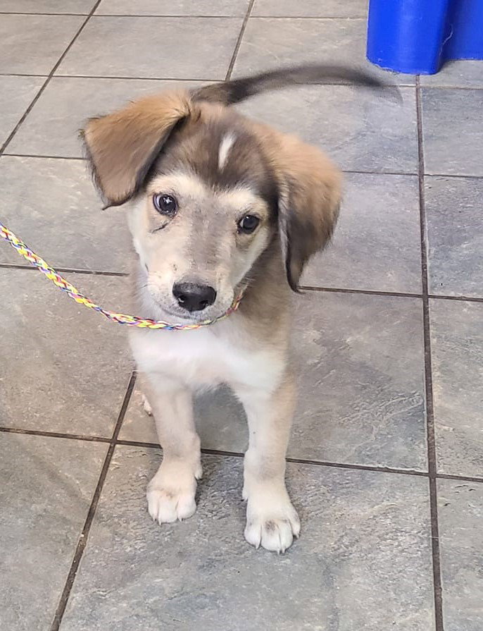Dog for Adoption - Scuttle, a Labrador Retriever in Chicago, IL | Alpha Paw
