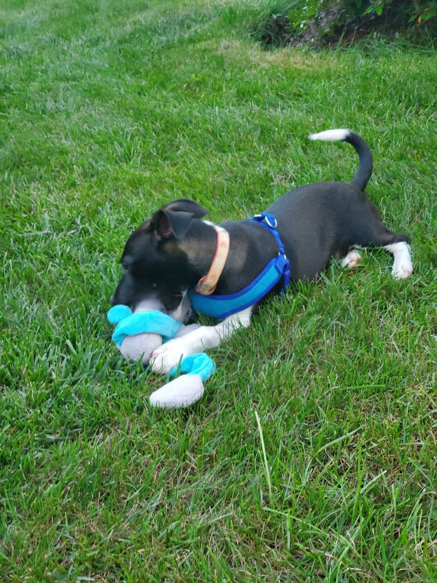 Dog for Adoption - Mr. Manny, a Jack Russell Terrier in Elgin, IL ...