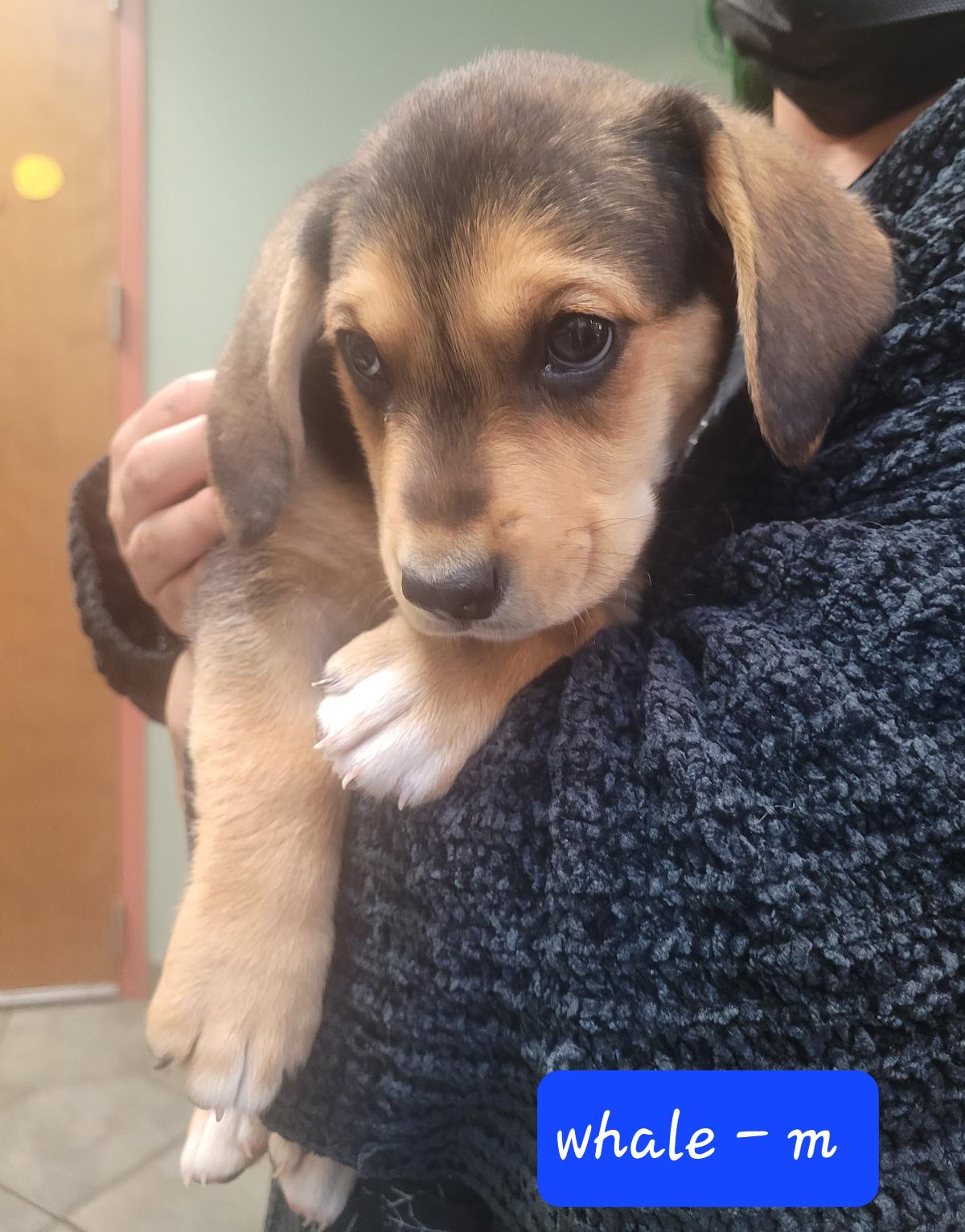 Dog for Adoption - Whale - Pending, a Beagle in Cuba, IL | Alpha Paw